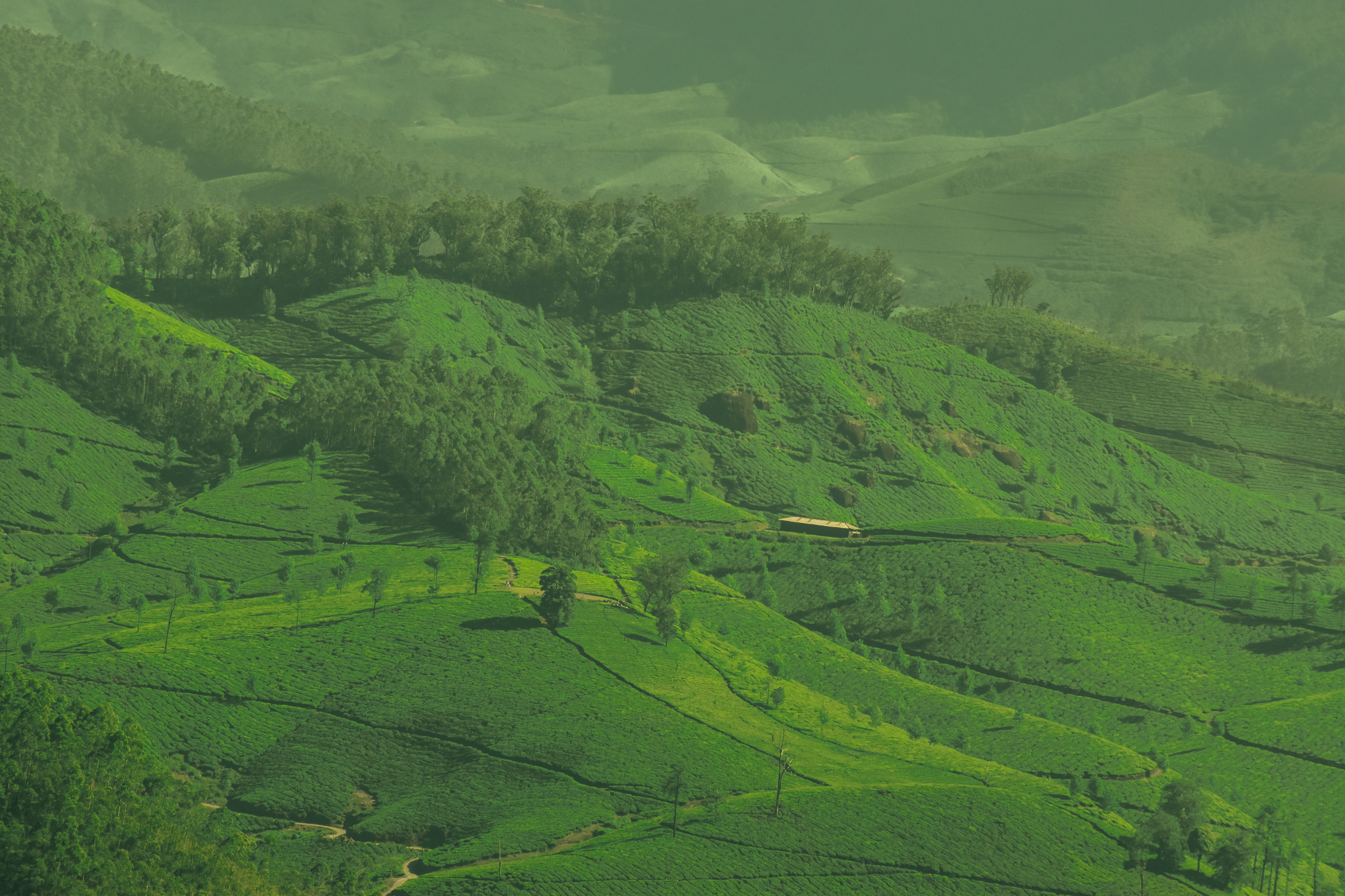 Emerald Terraces and the Quiet House on a Verdant Ridge