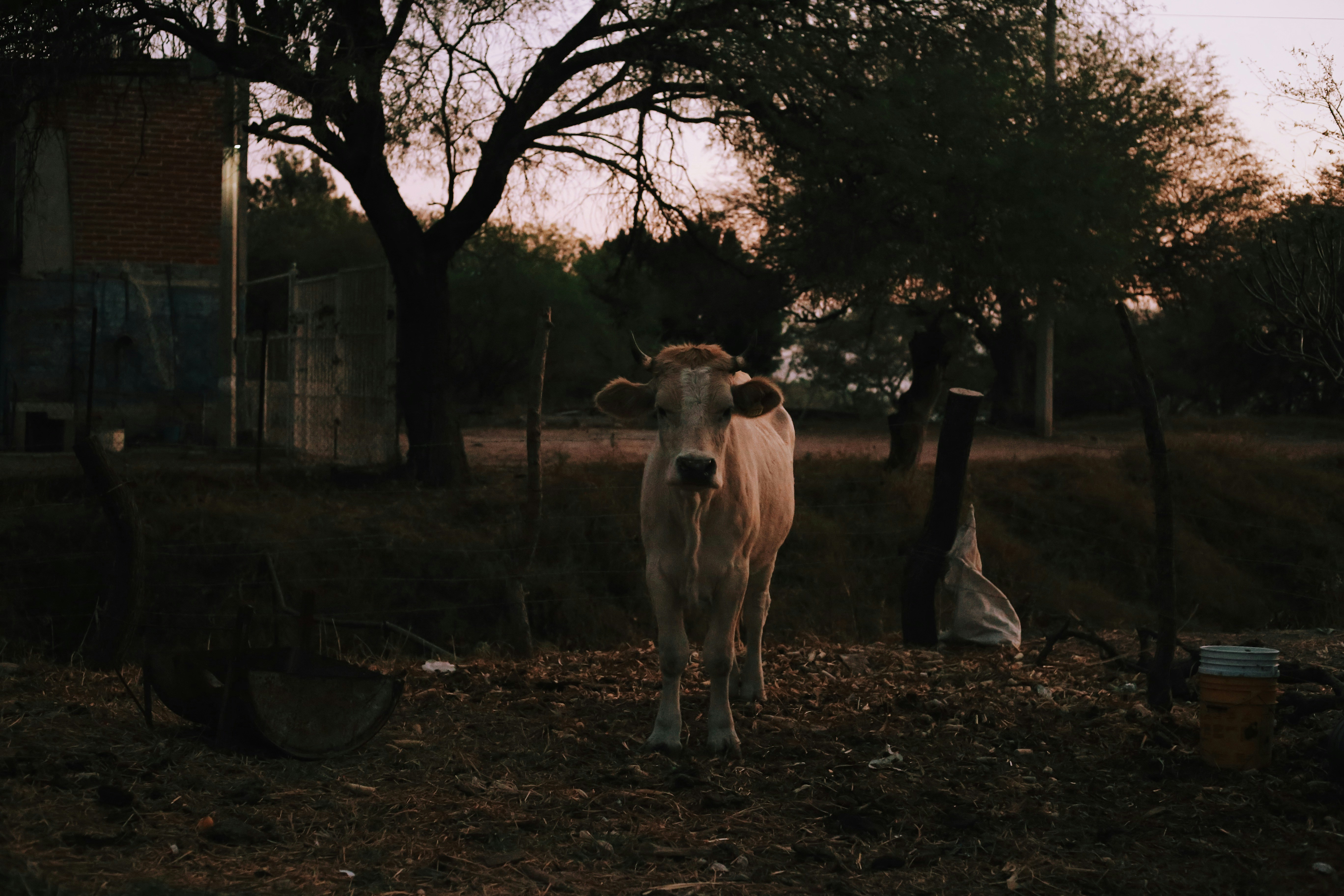 A white cow stands in a rustic farm setting at dusk, surrounded by sparse vegetation and farm tools.