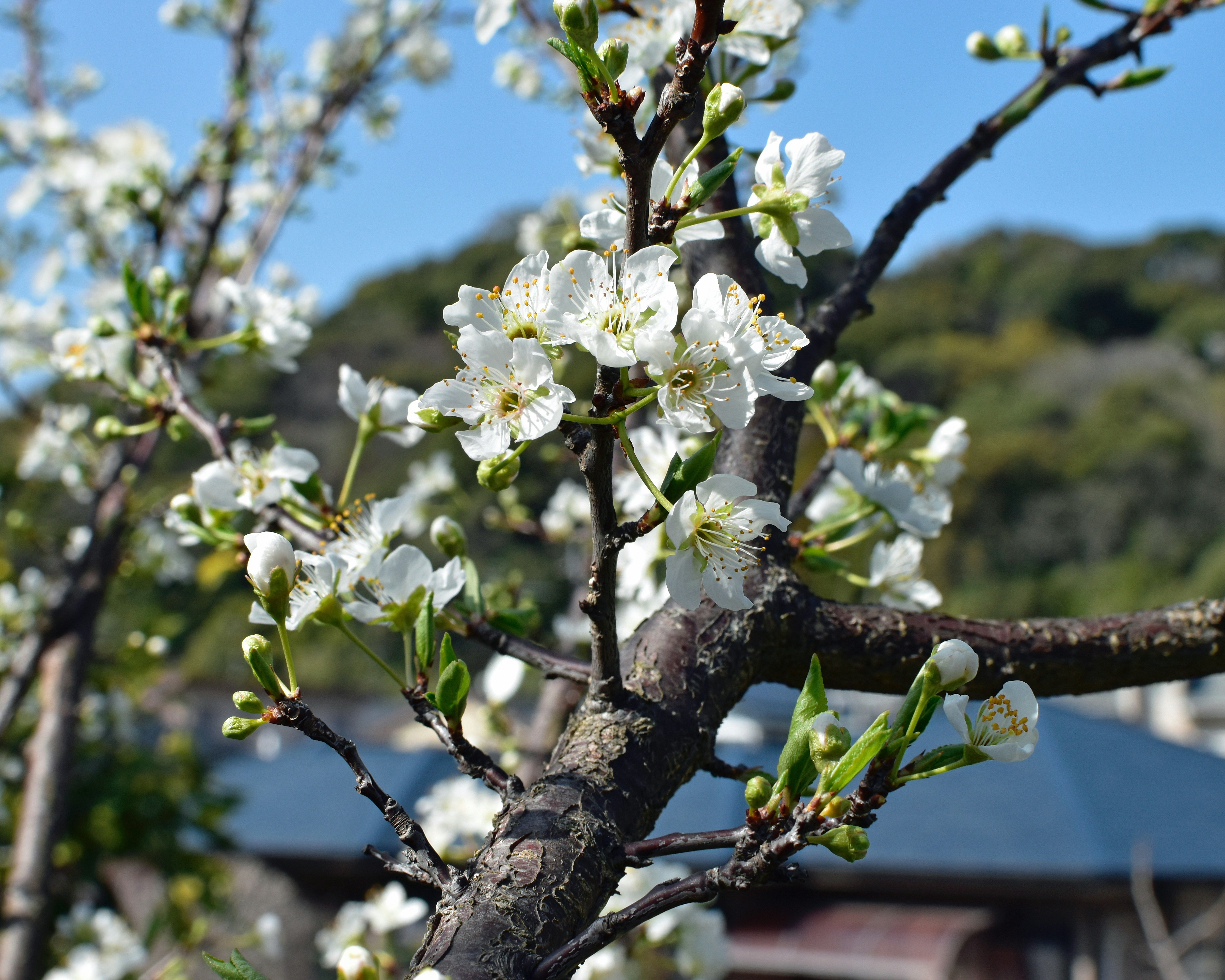 Blossoms in Focus: Sunlit White on a Weathered Branch