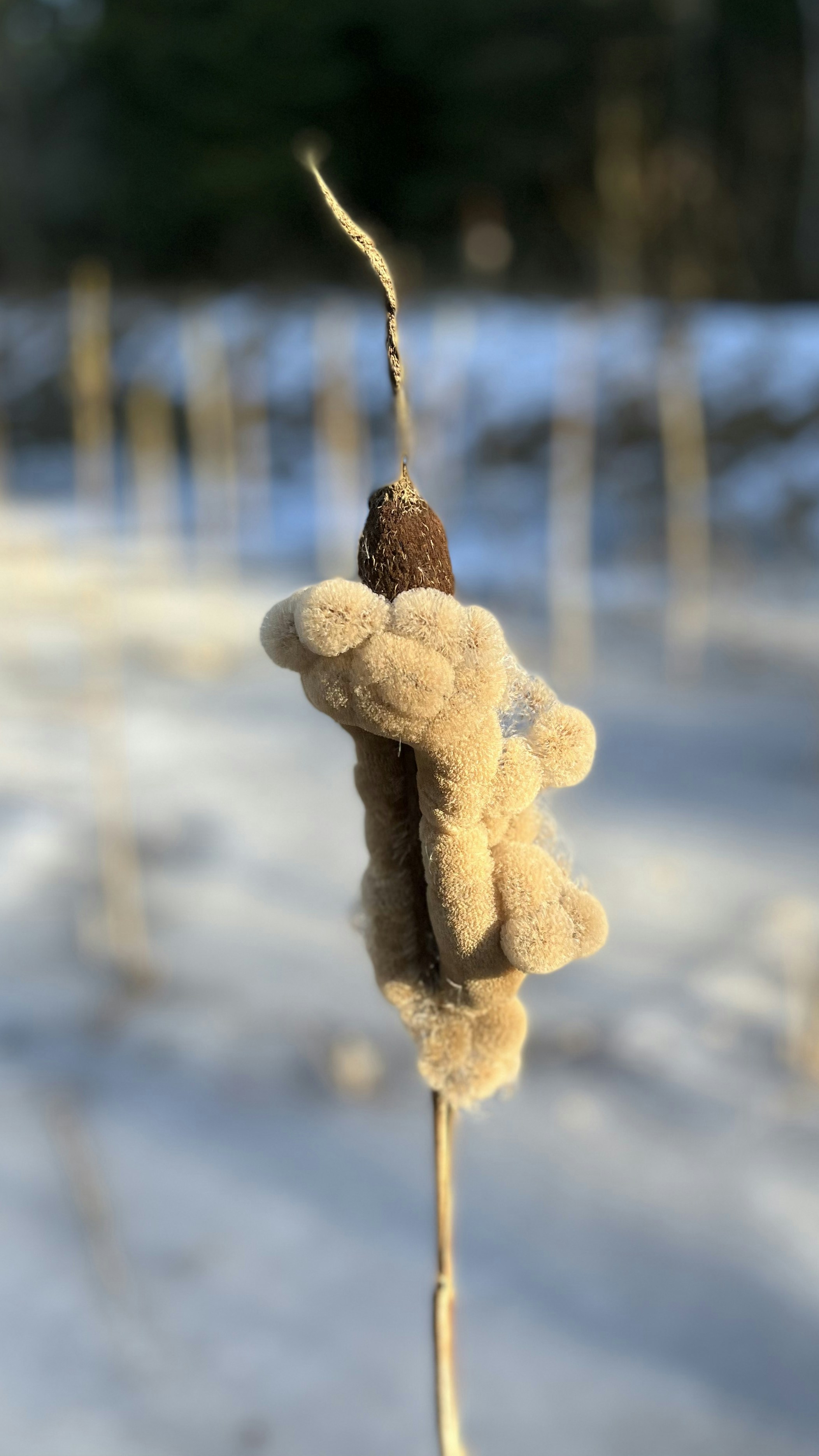 Frosted Cattail: A Winter Whisper on a Snow-Kissed Marsh