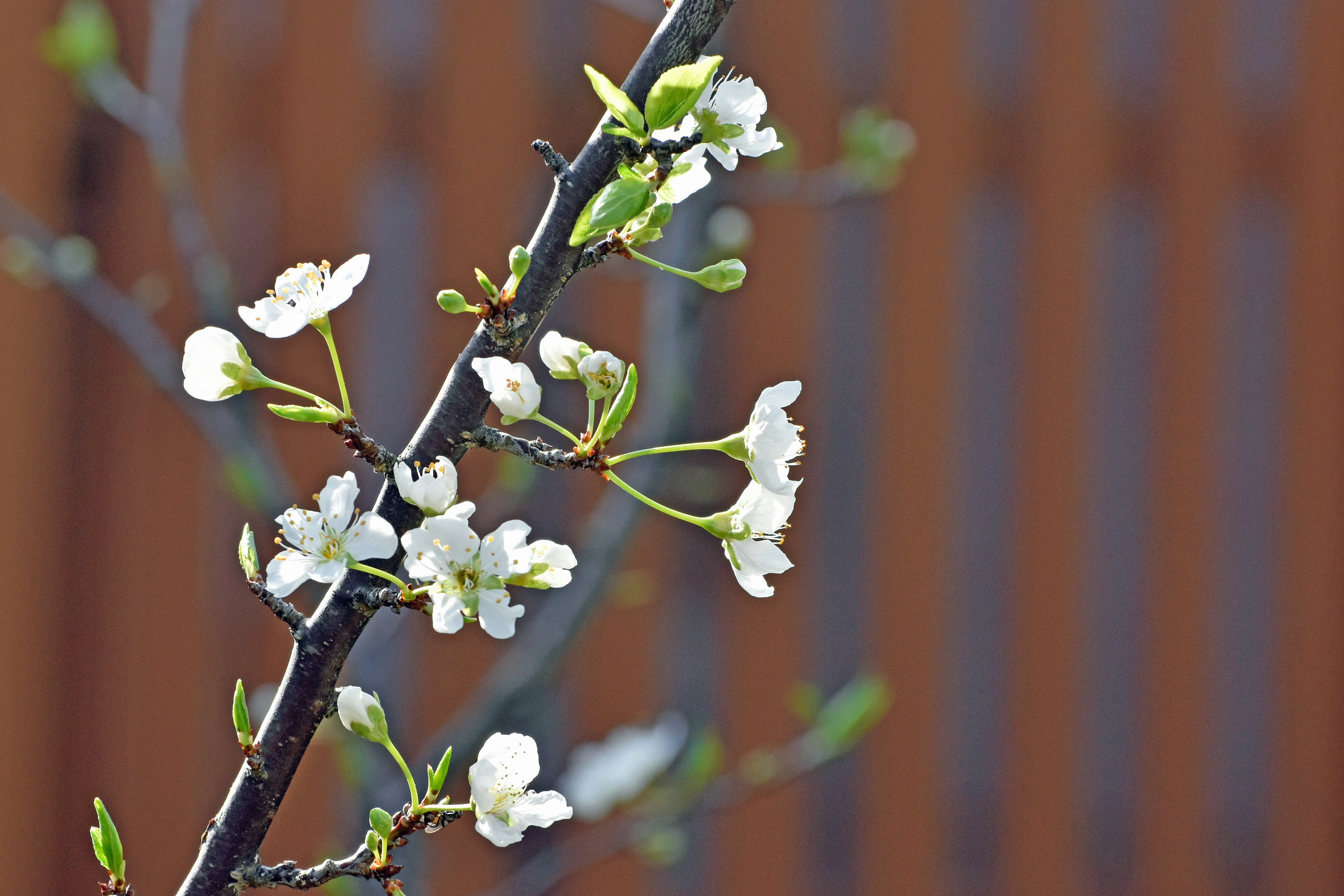 a branch of a tree with white flowers