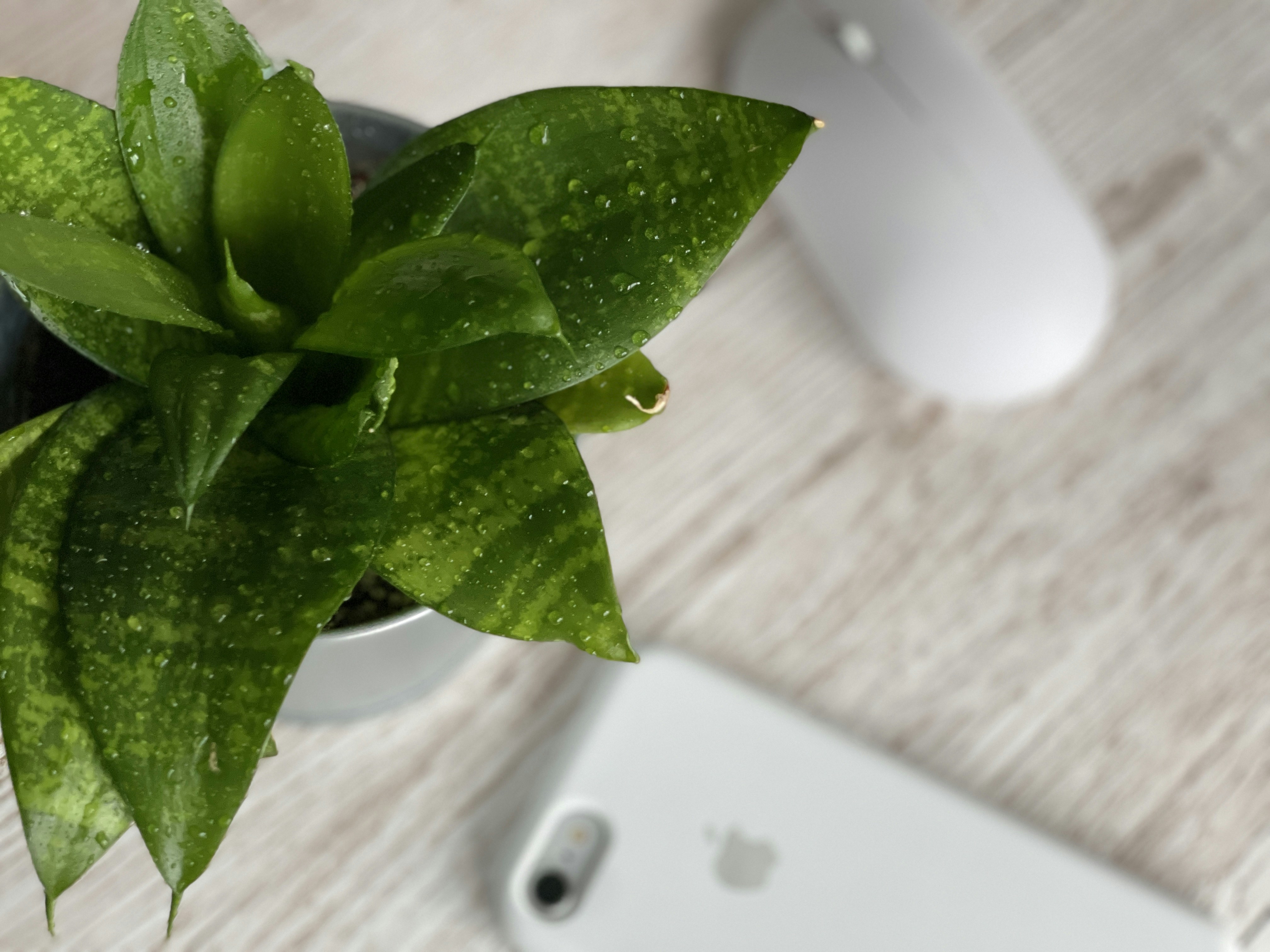 Vibrant green plant with droplets of water resting in a pot, accompanied by a white mouse and smartphone in a modern workspace.