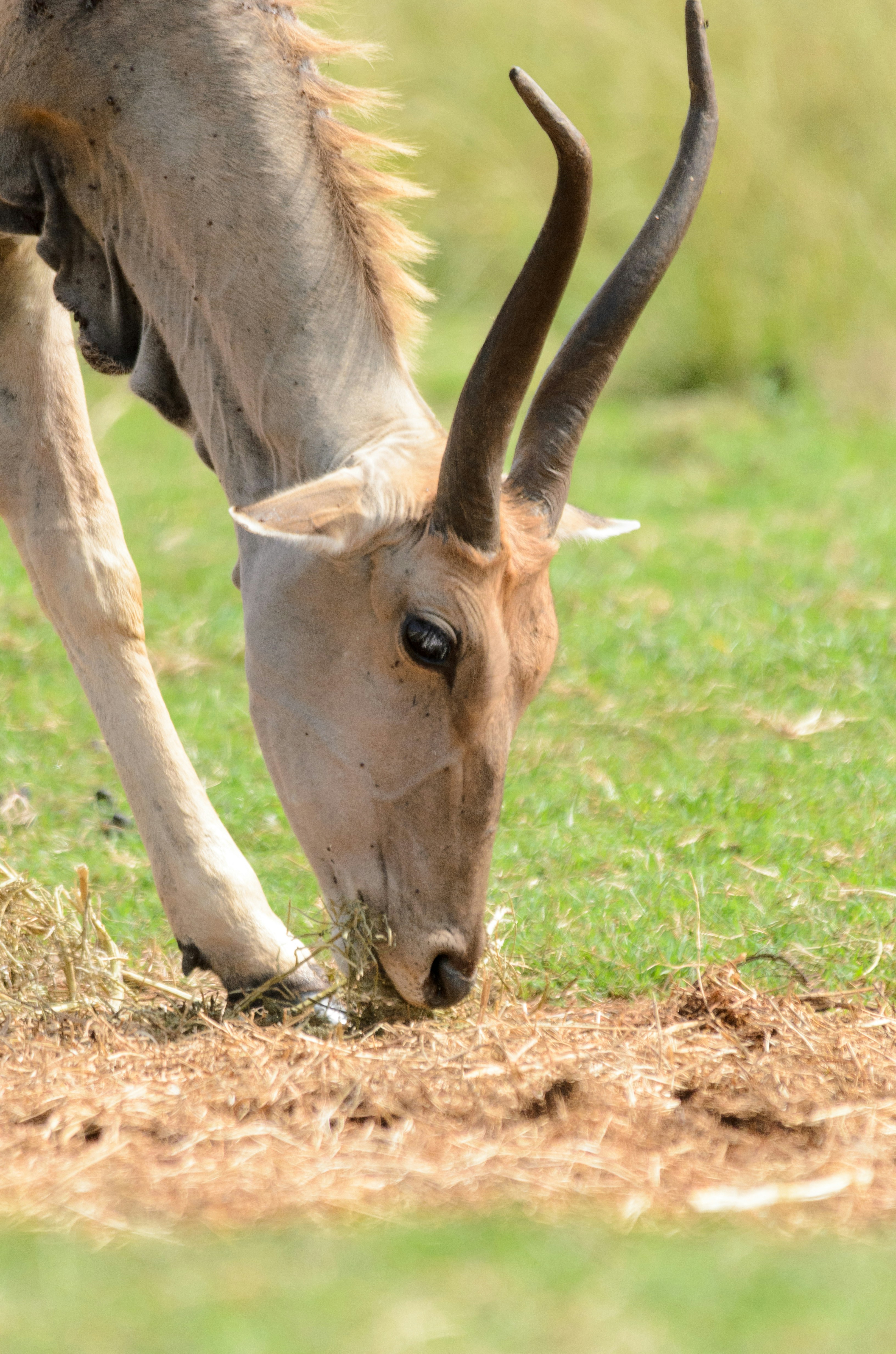Un animal à cornes mangeant de l’herbe dans un champ photo – Photo 영양 ...