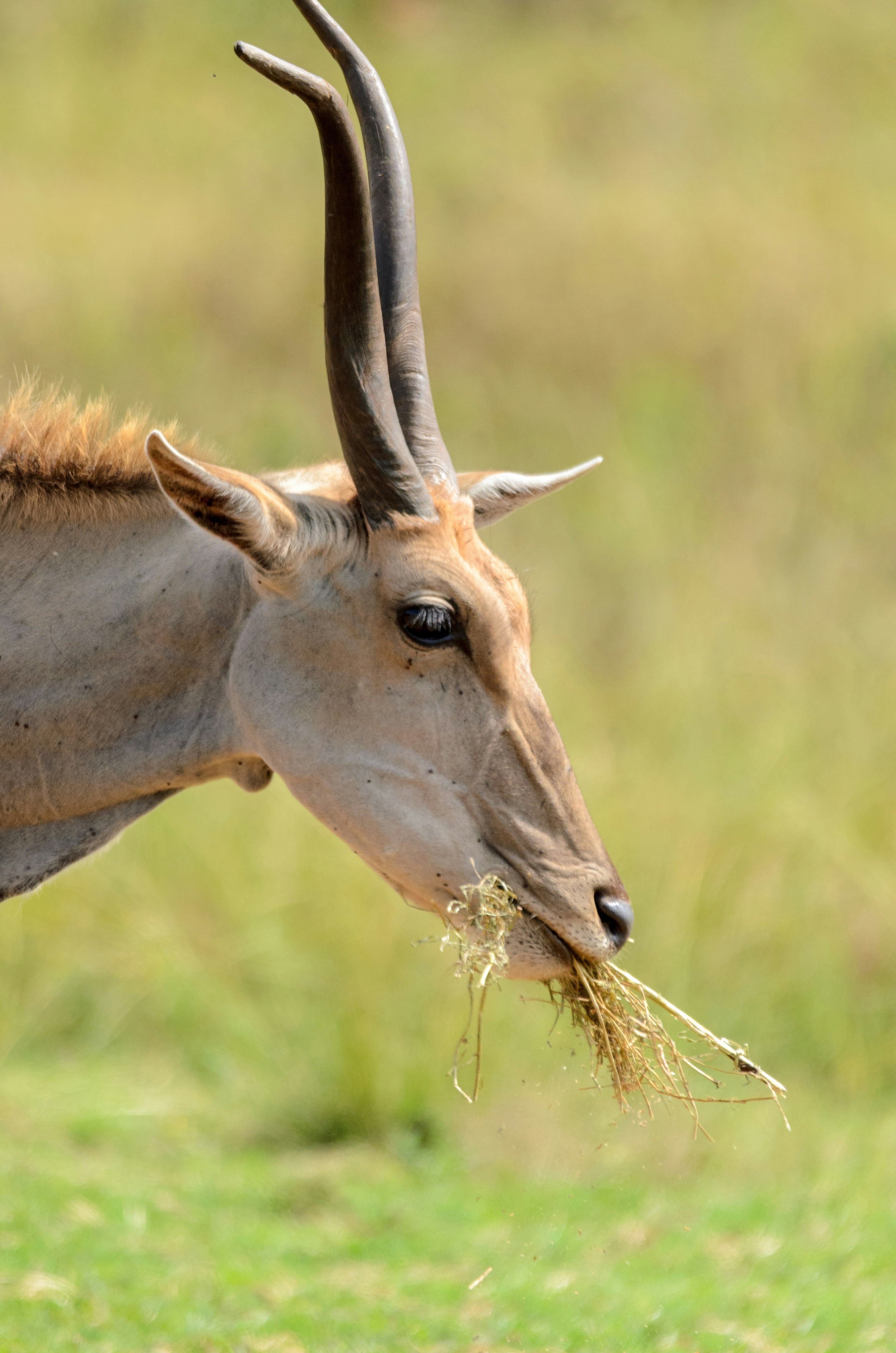 An antelope eating grass in a field photo – Free Animal Image on Unsplash
