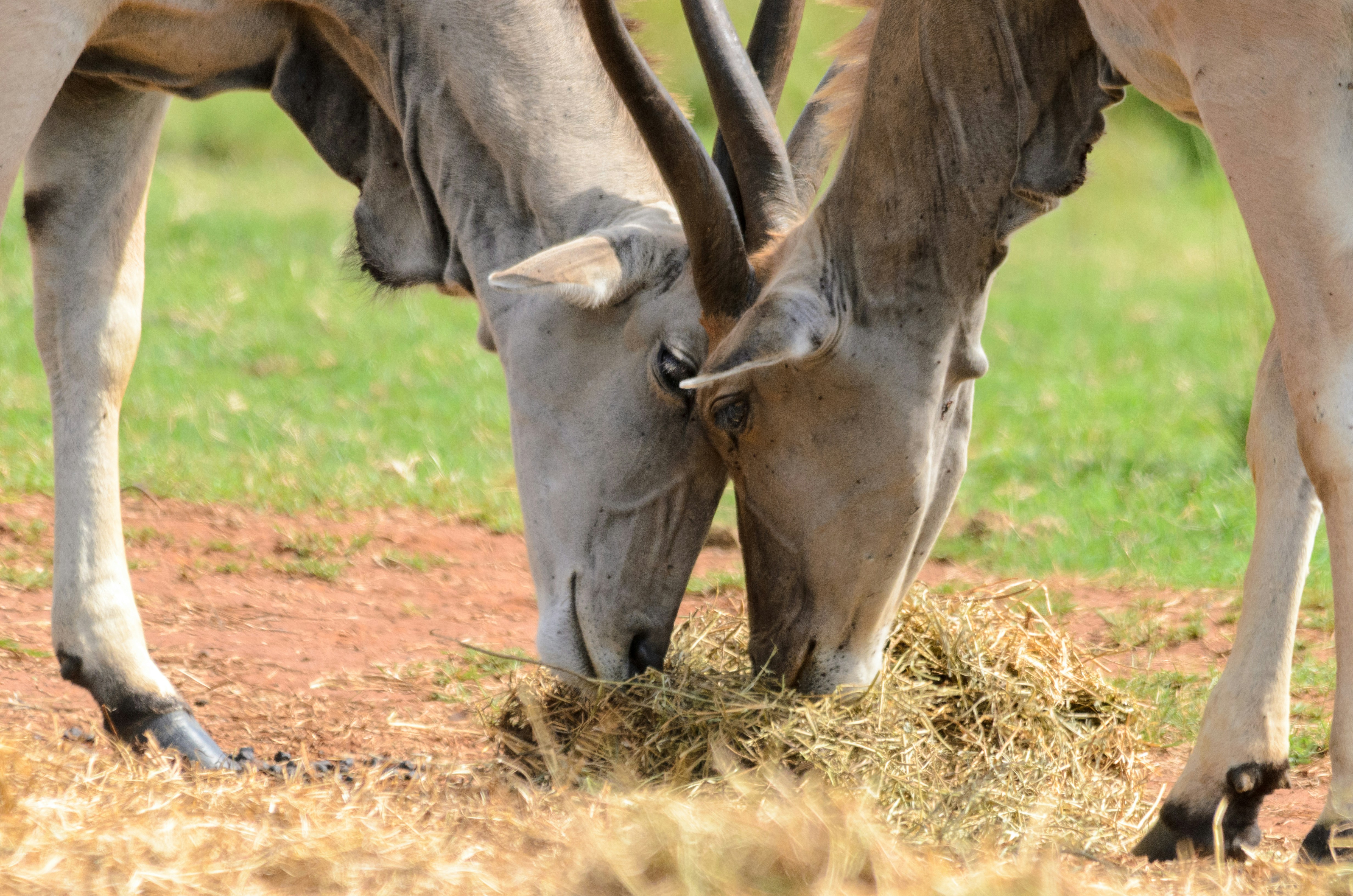 Two Grazing Donkeys Unite Over a Stacked Pile of Hay