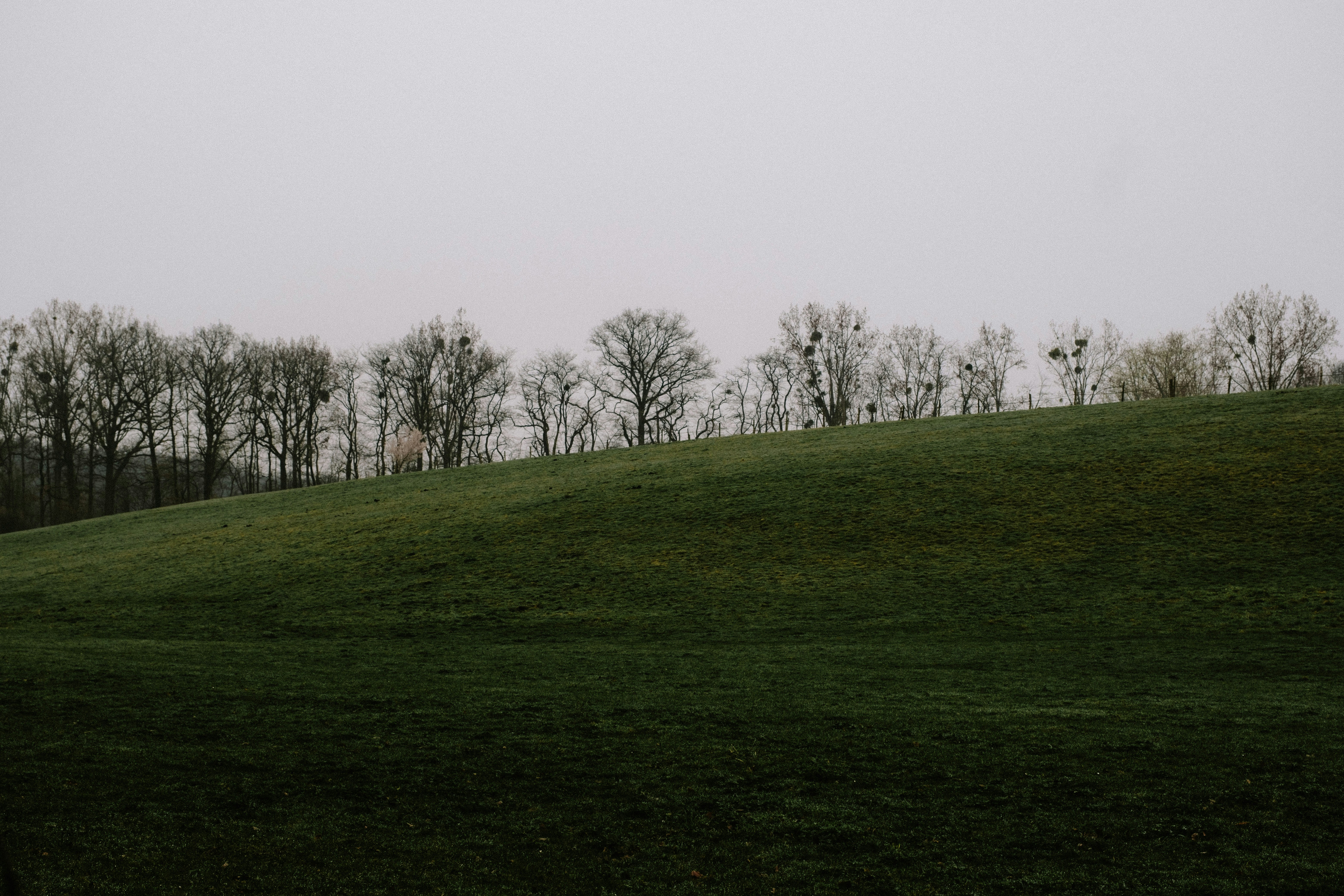 Rolling green hill under a soft gray sky, dotted with bare trees, evokes a serene and tranquil atmosphere.