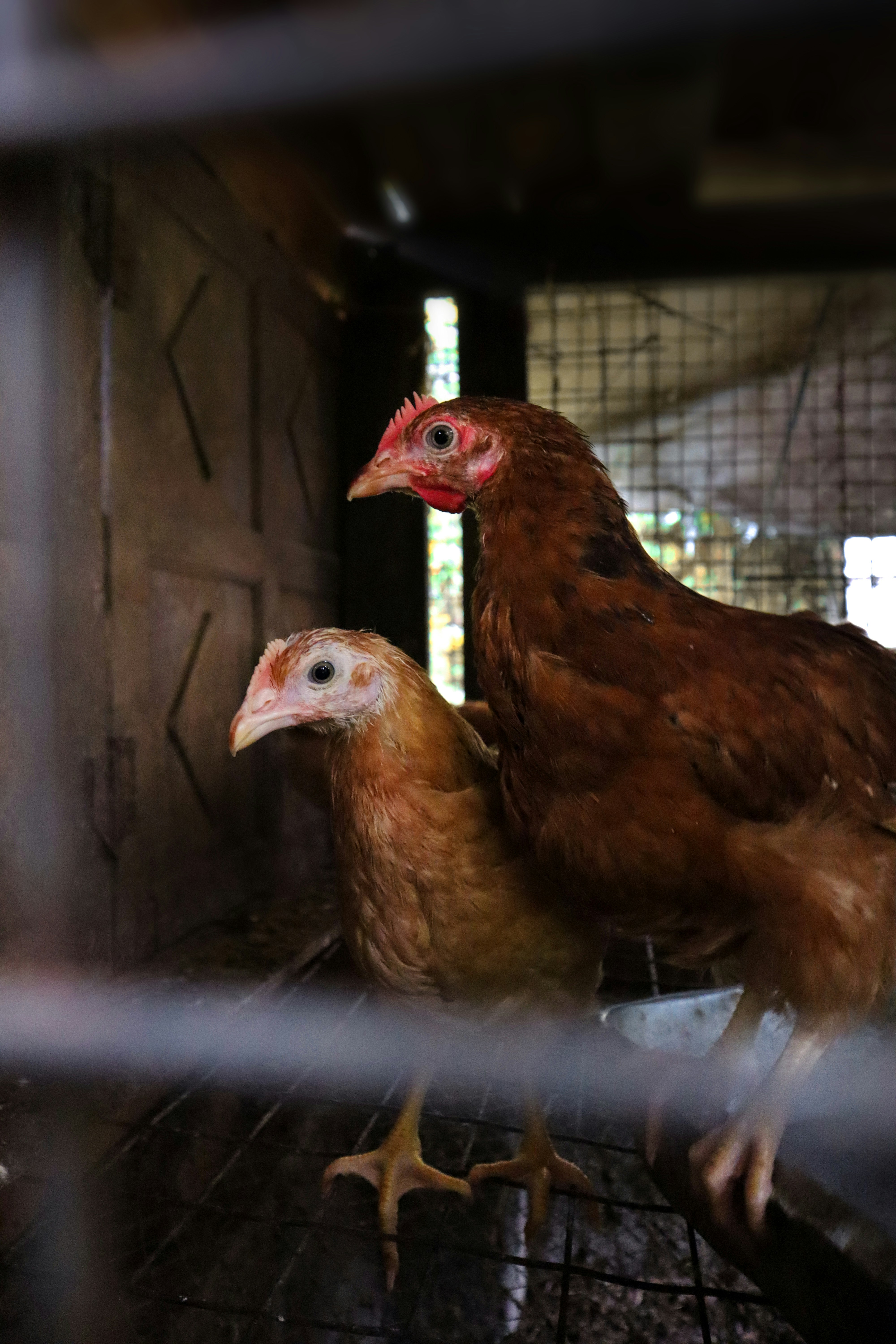 Coop Portrait: Brown Hen and Pale Chick Behind Dim Mesh