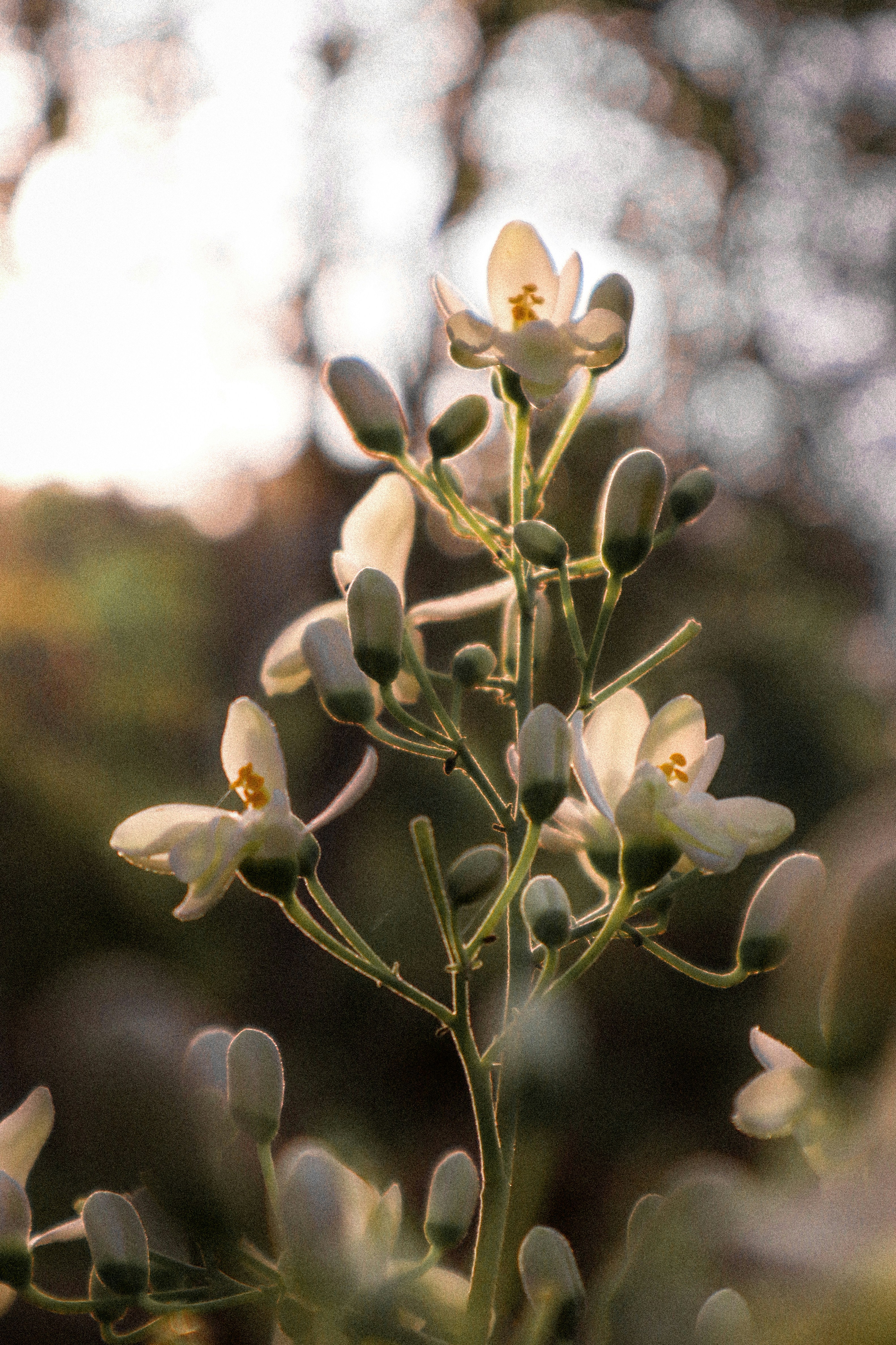 Backlit White Blossoms in Velvet Bokeh