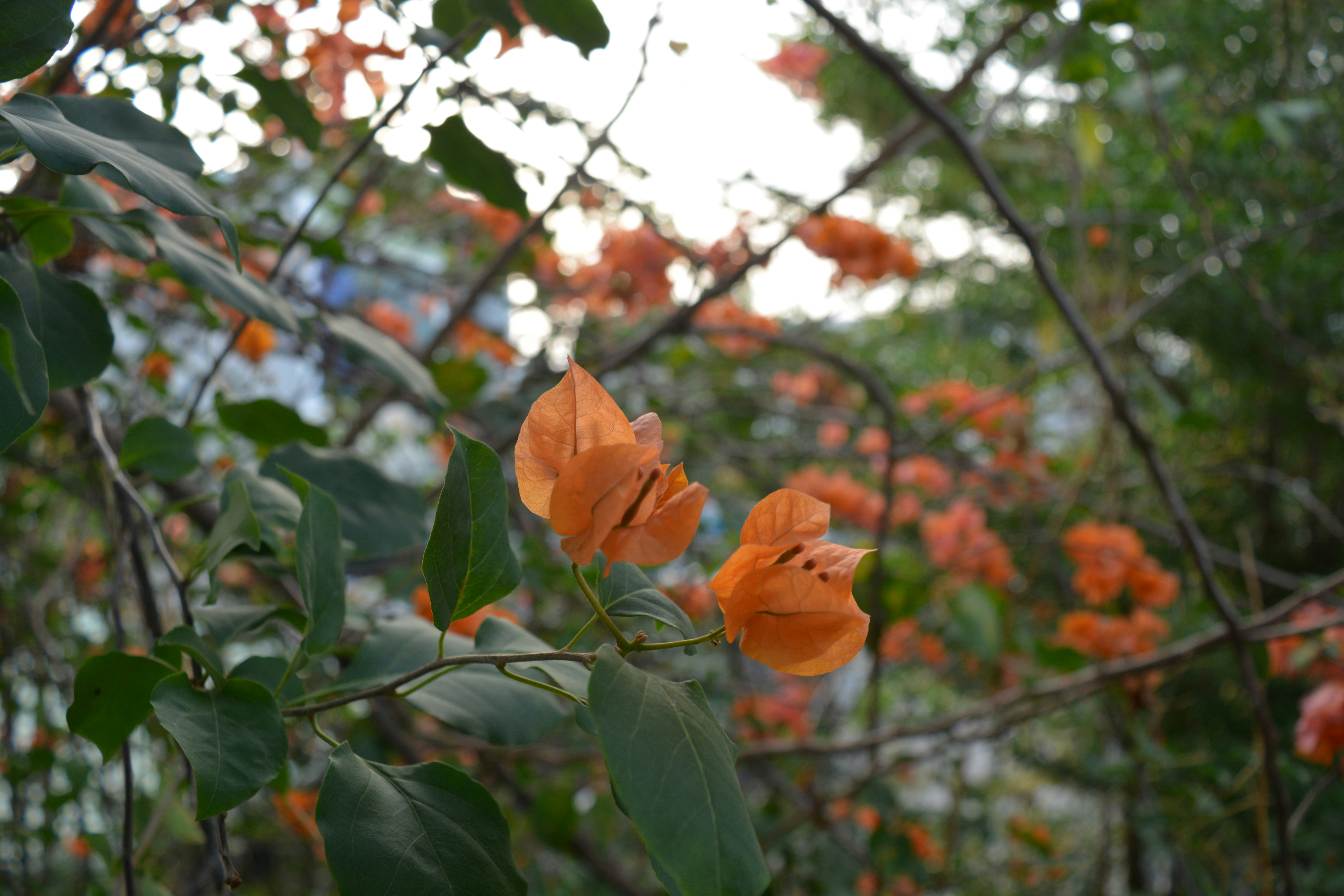A close up of some orange flowers on a tree photo – Free Flower Image ...