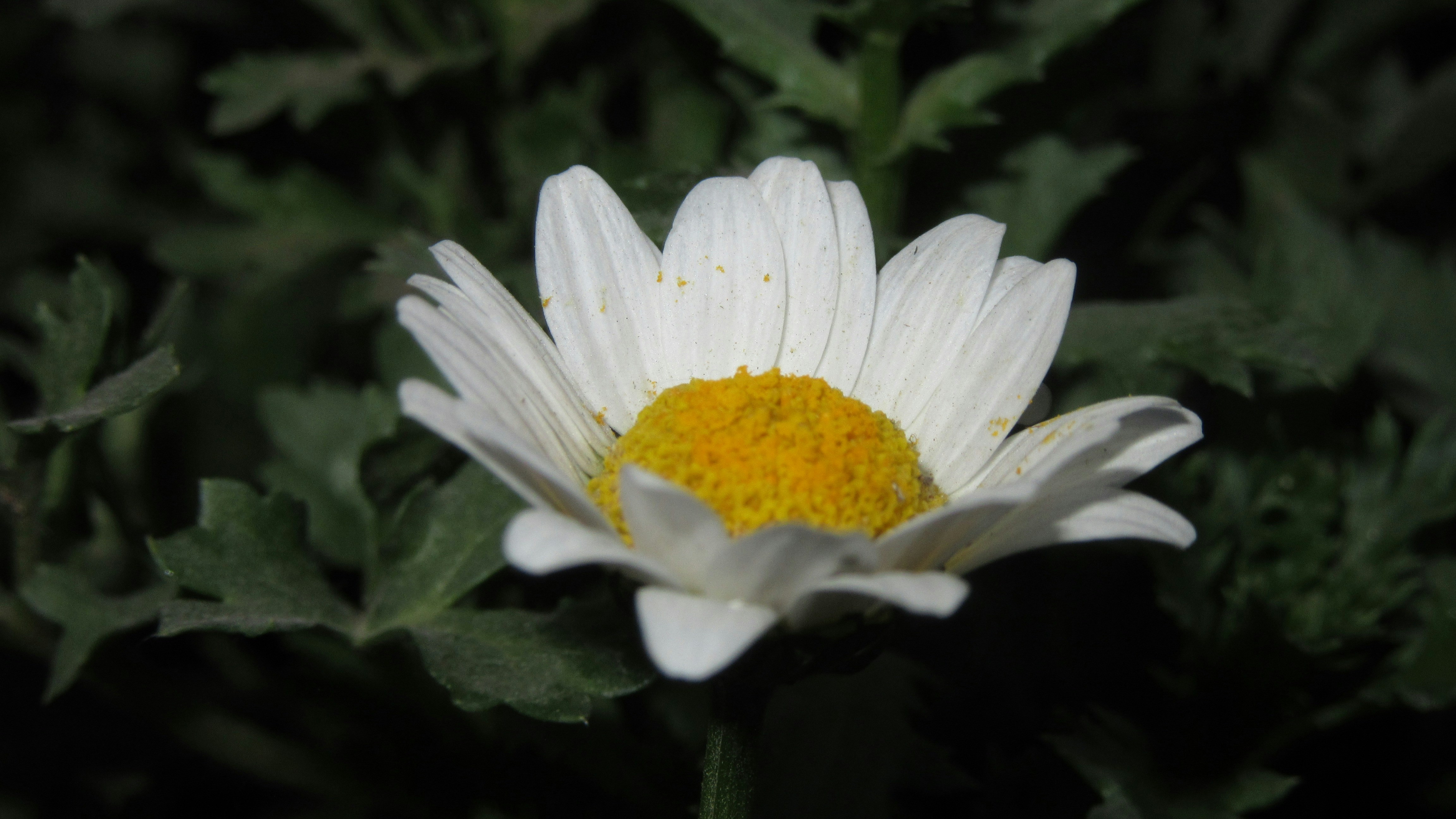 Close-up photograph of a white daisy with a vibrant yellow center, framed by deep green foliage. The shallow depth of field keeps the bloom sharp while the background falls away into blur.