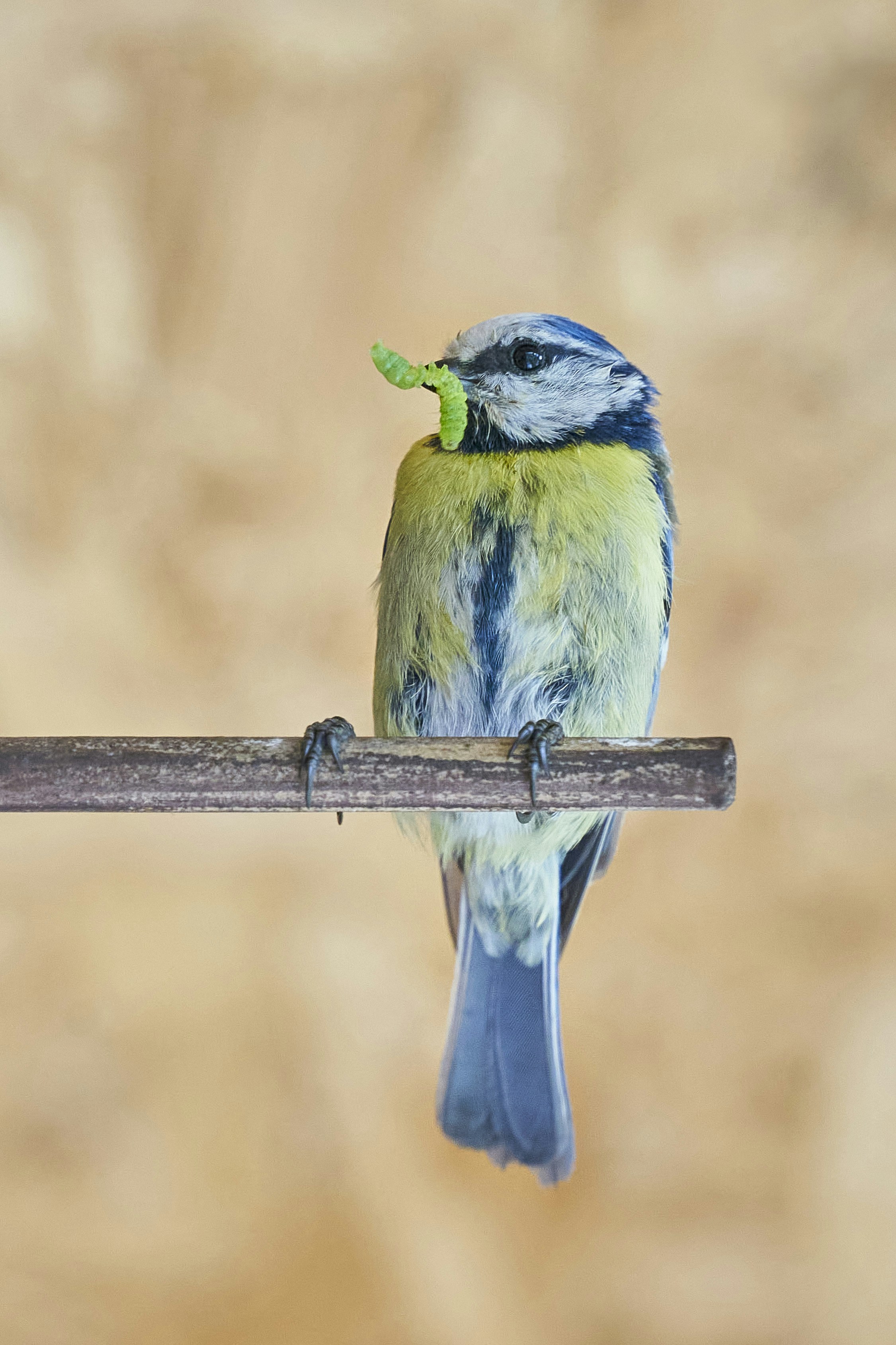 Blue Tit with a Green Caterpillar: A Quiet Moment on a Slim Branch