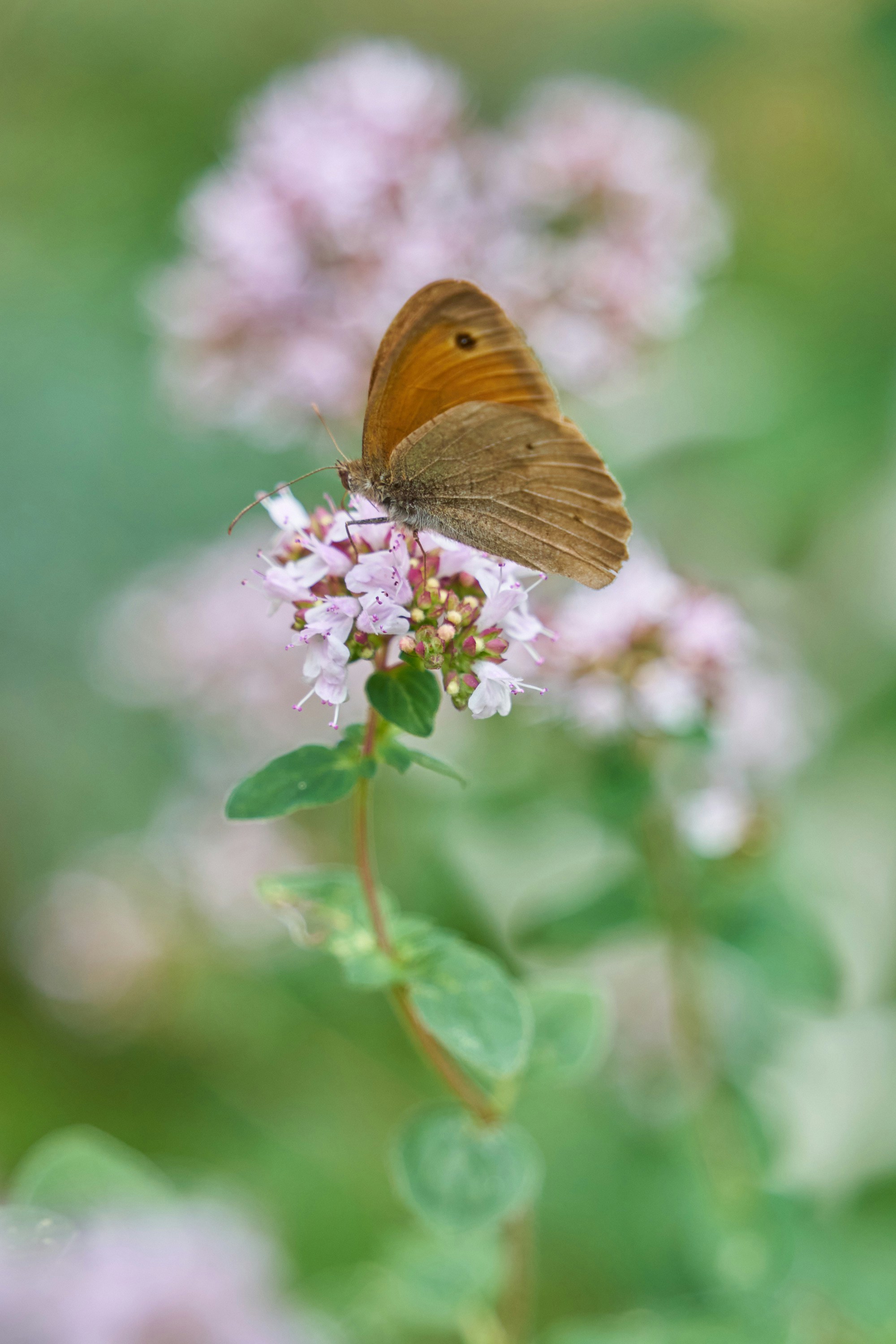 Dappled Skipper on a Pink Flower Crown