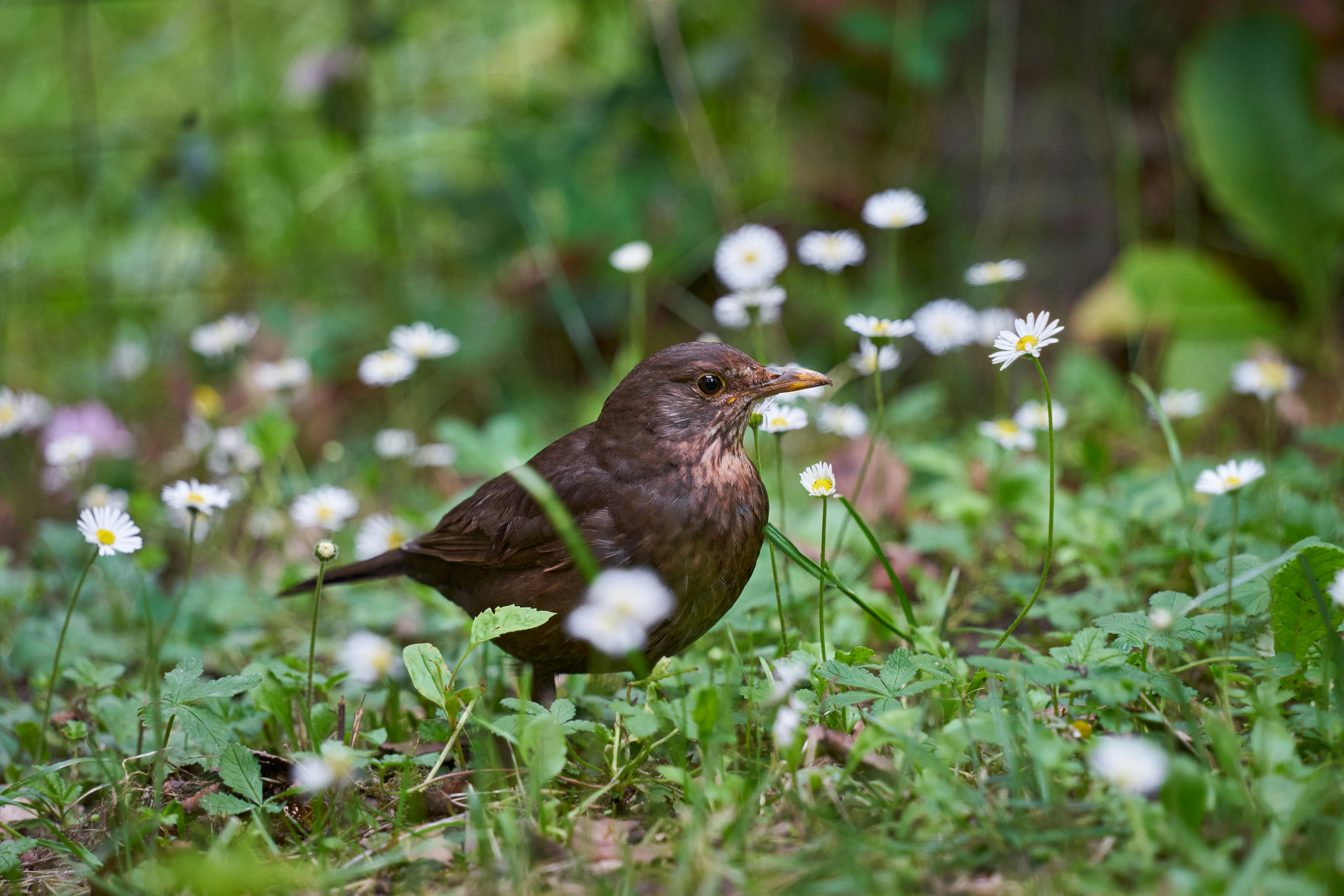 A brown bird foraging among delicate white daisies in a lush green setting. The scene captures the tranquility of nature in full bloom.
