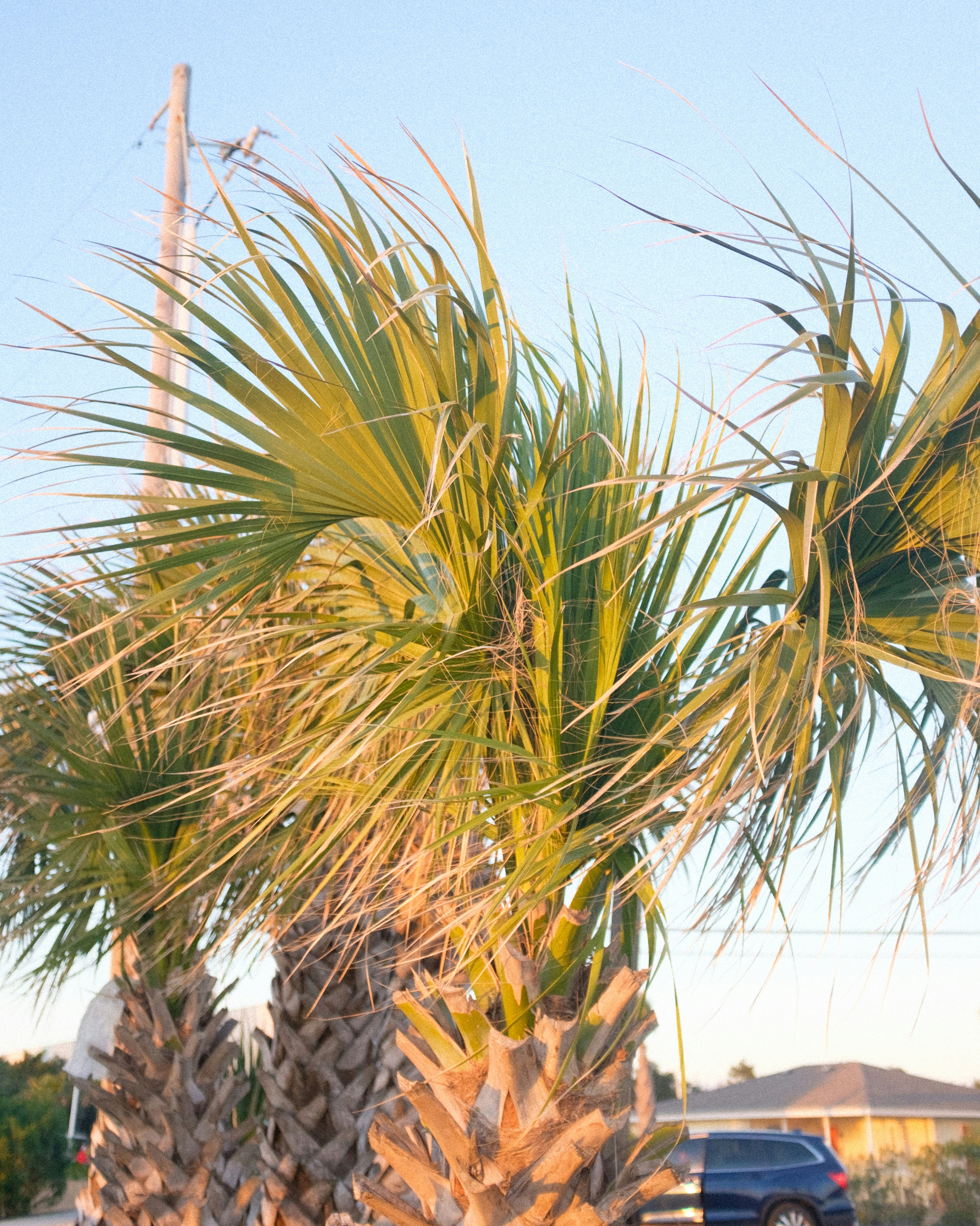 Golden Palm Fronds Crown a Suburban Quiet