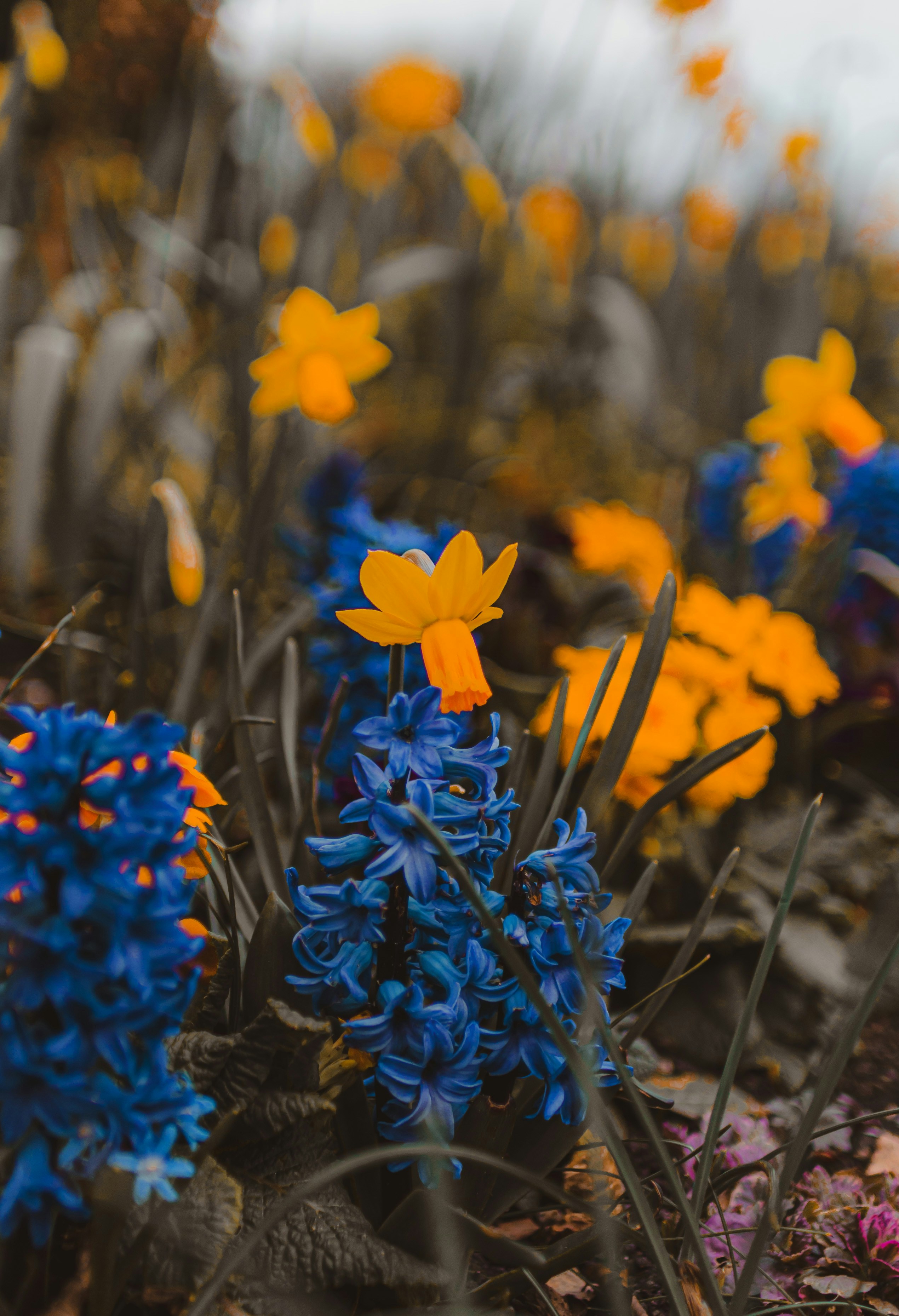 Orange Daffodils Among Blue Blooms: A Field of Color