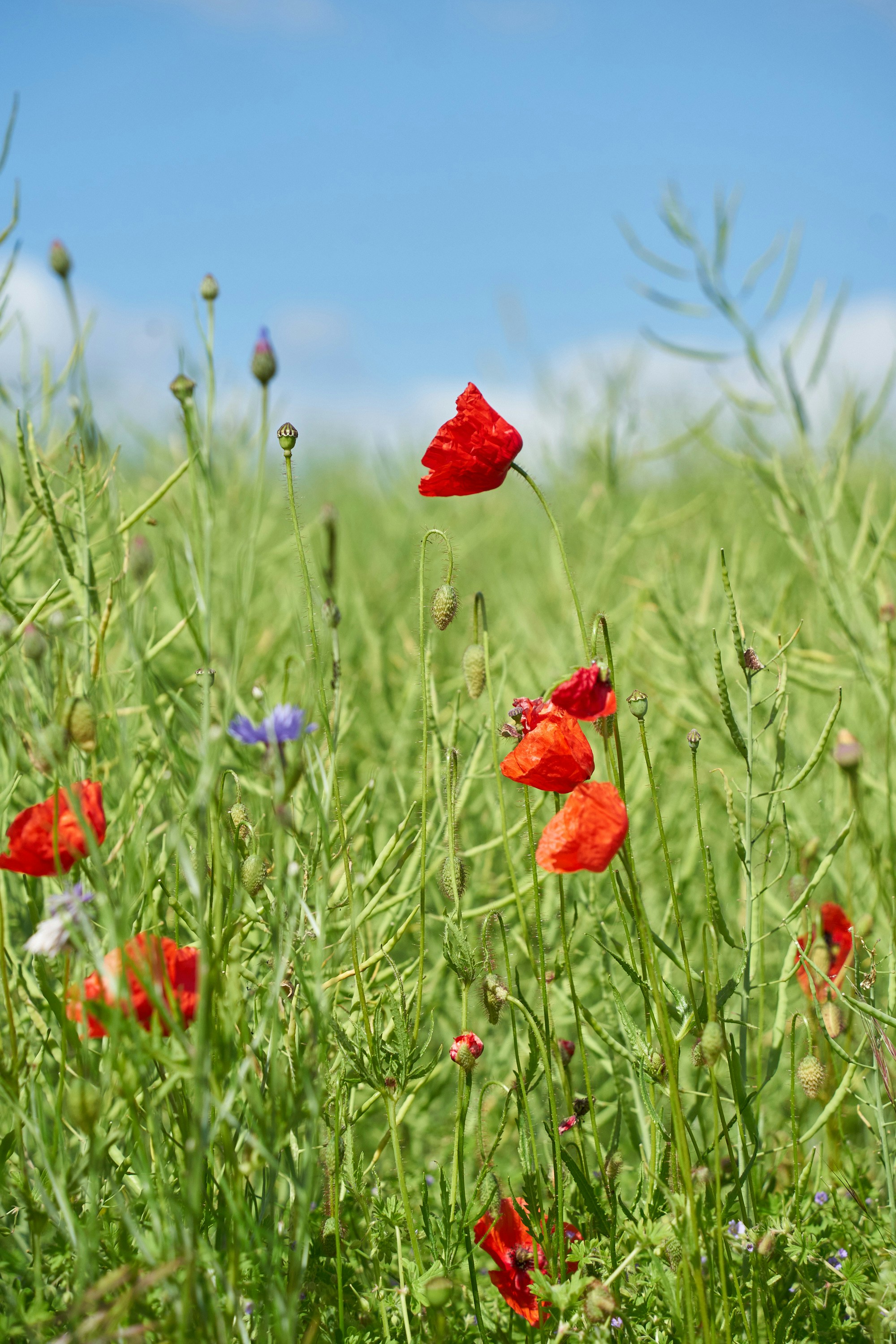 Vibrant red poppies and delicate wildflowers sway in a sunlit meadow under a clear blue sky.