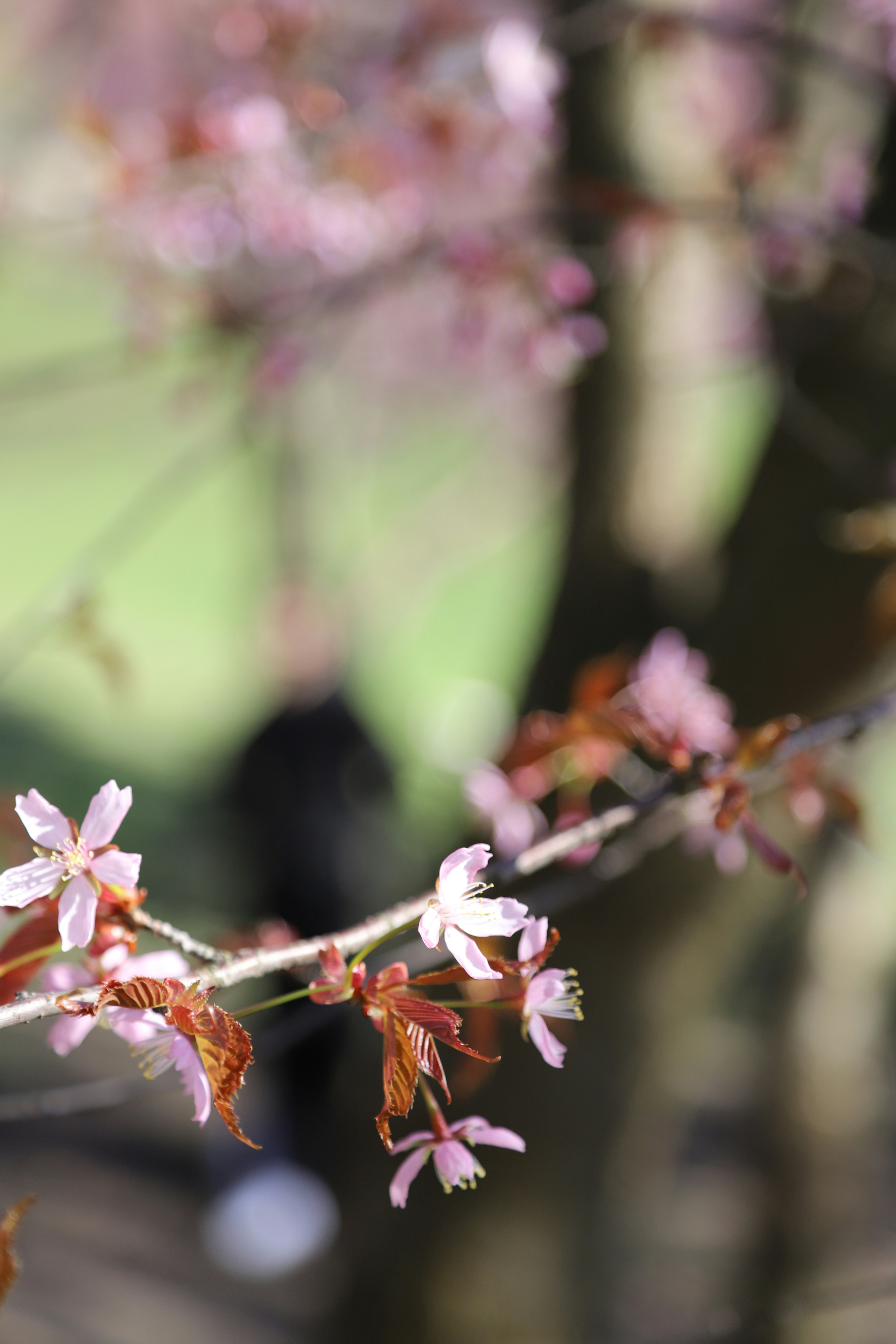 Cherryblossom and spring light.
-
Kirsikankukkia ja kevään valoa.
