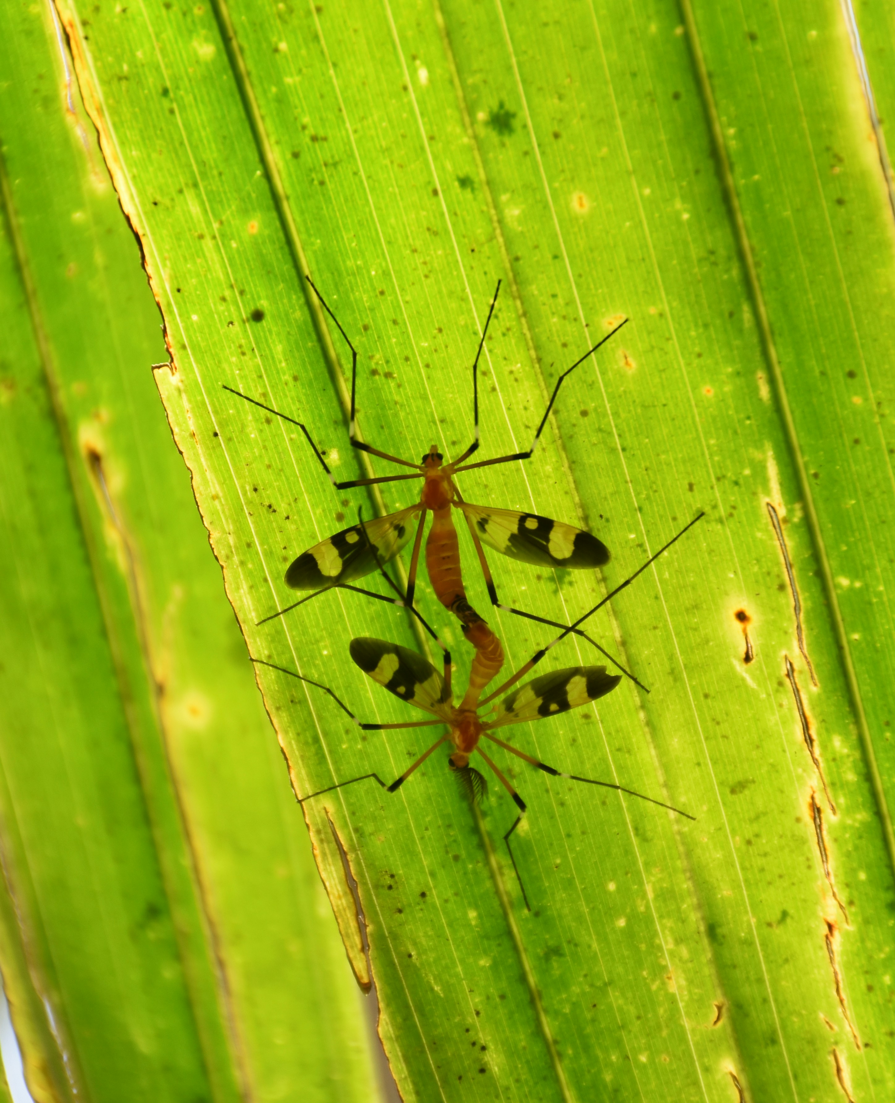 Gros plan d’un insecte sur une feuille photo – Photo Inde Gratuite sur ...