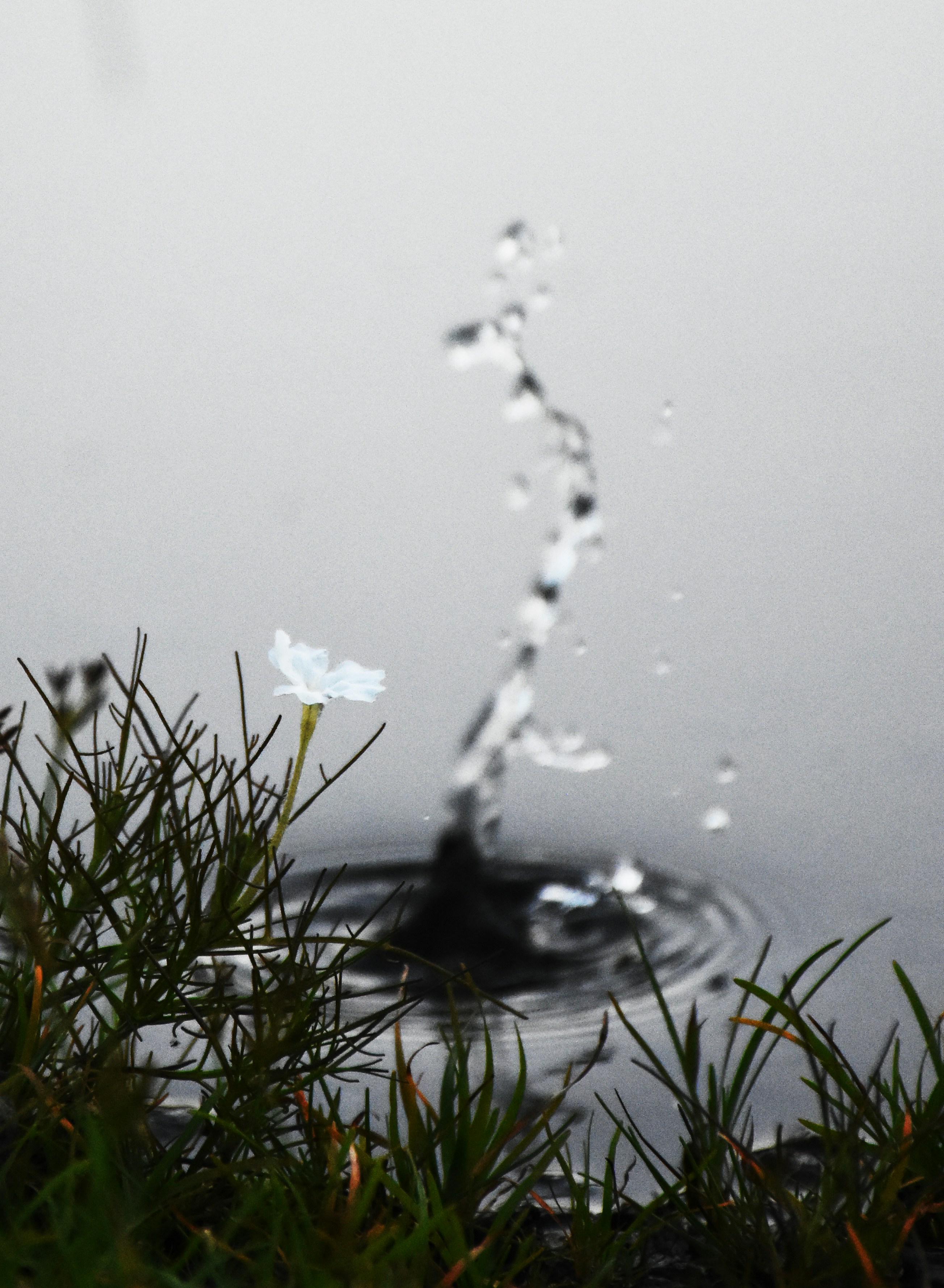 A drop of water is coming out of a pond photo – Free Grey Image on Unsplash
