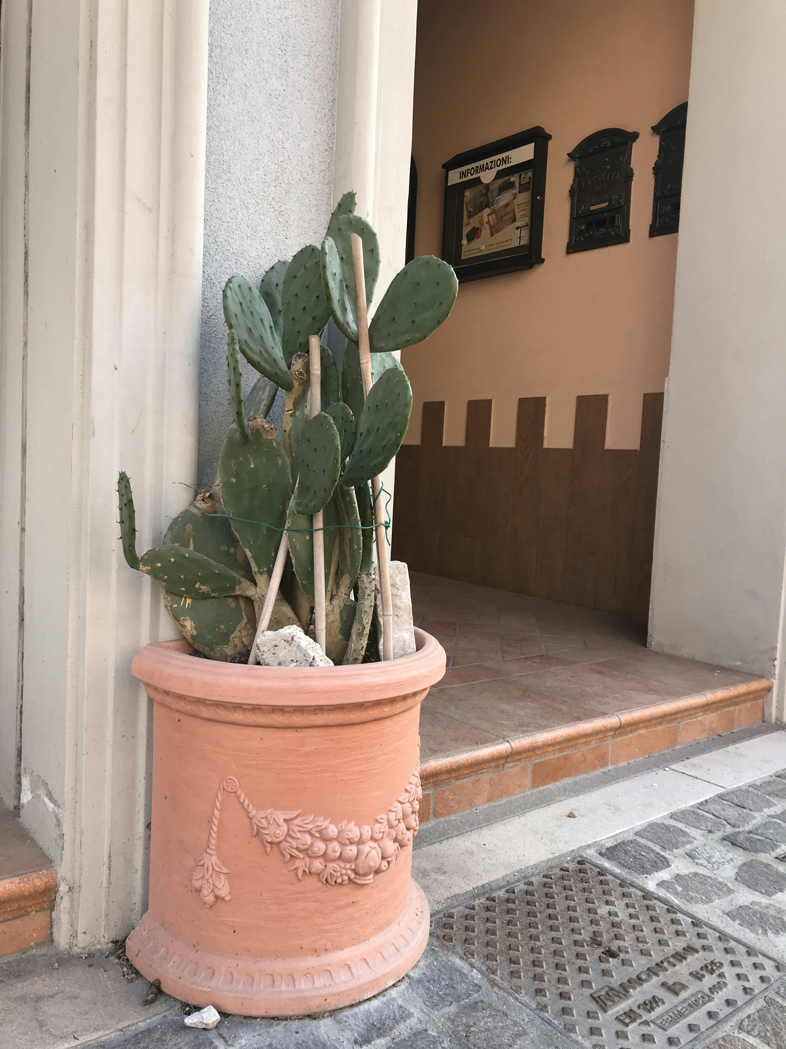 Une plante en pot assise sur le côté d’un bâtiment photo – Photo ...