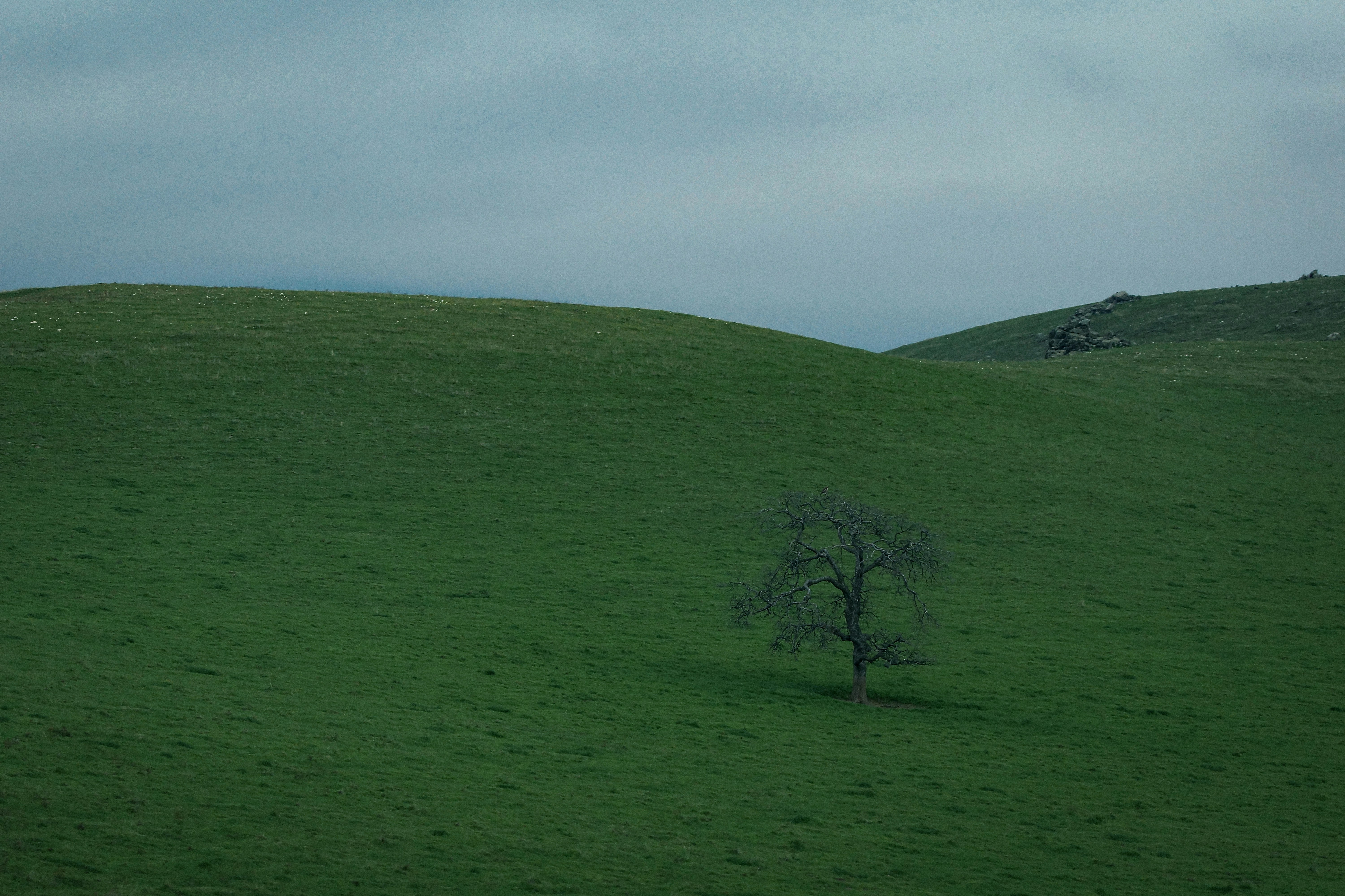 a lone tree in the middle of a green field