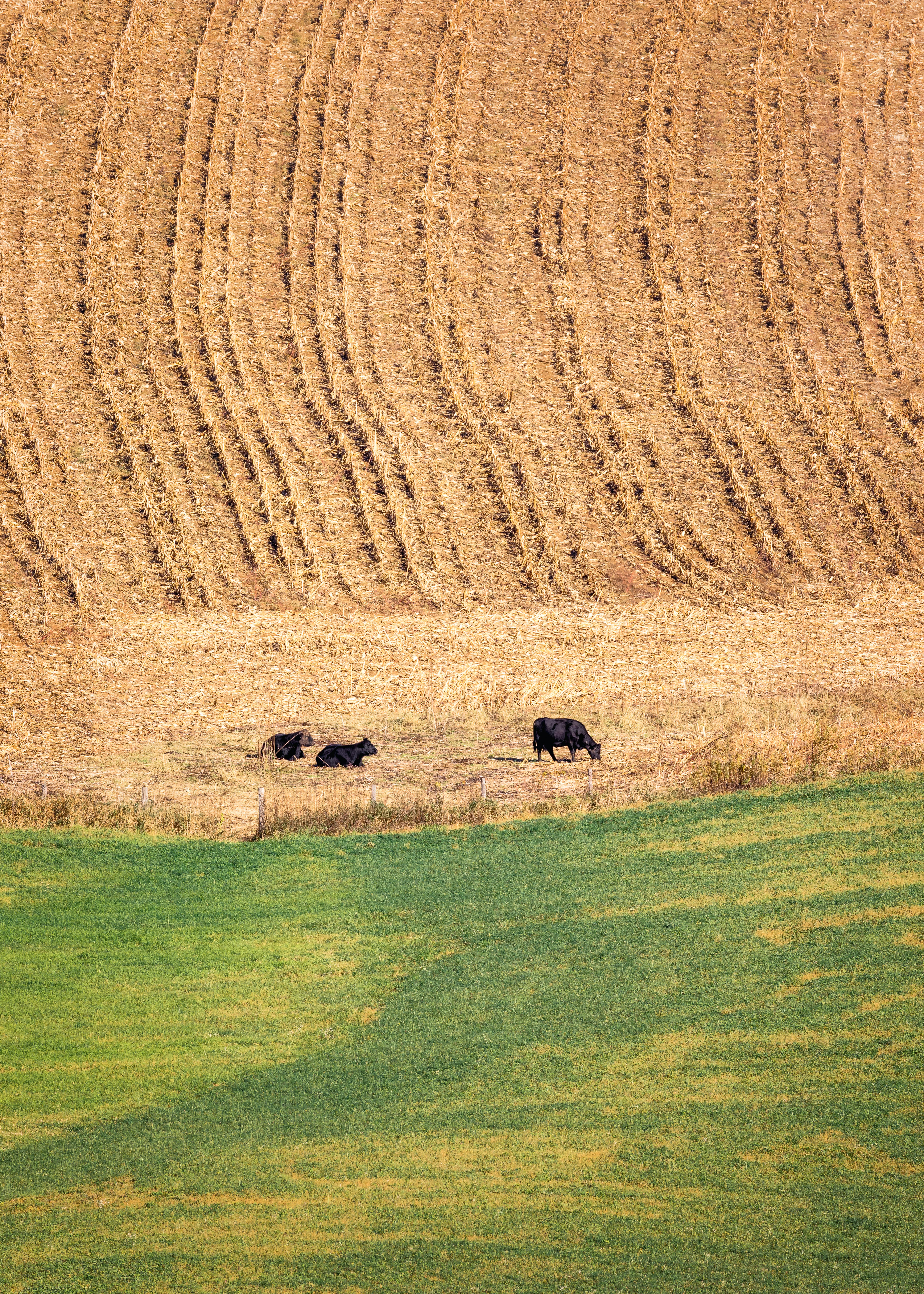 Cattle at the Fence Between Striated Harvest Field and Green Pasture