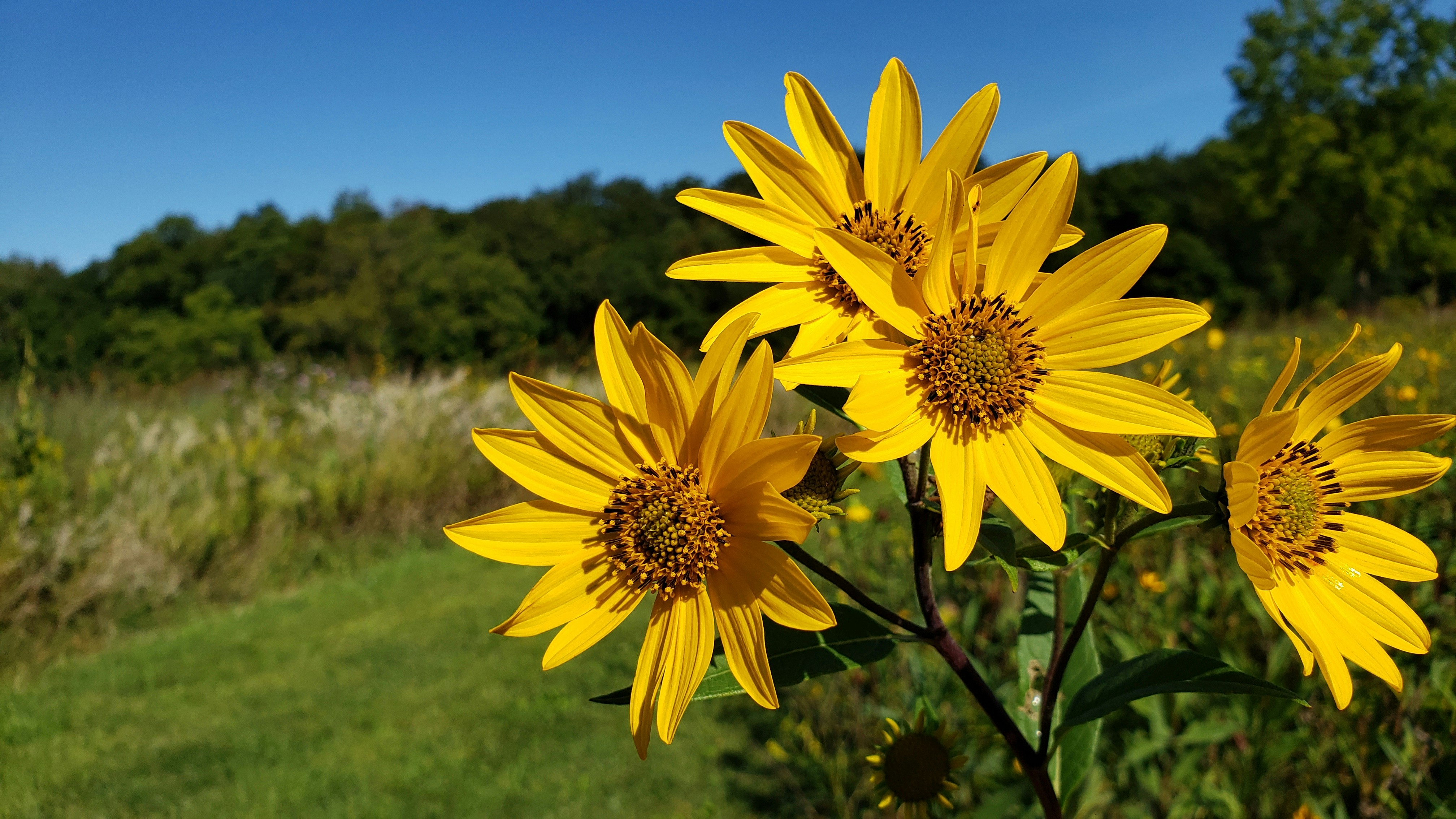 Golden Blossoms Under a Clear Sky