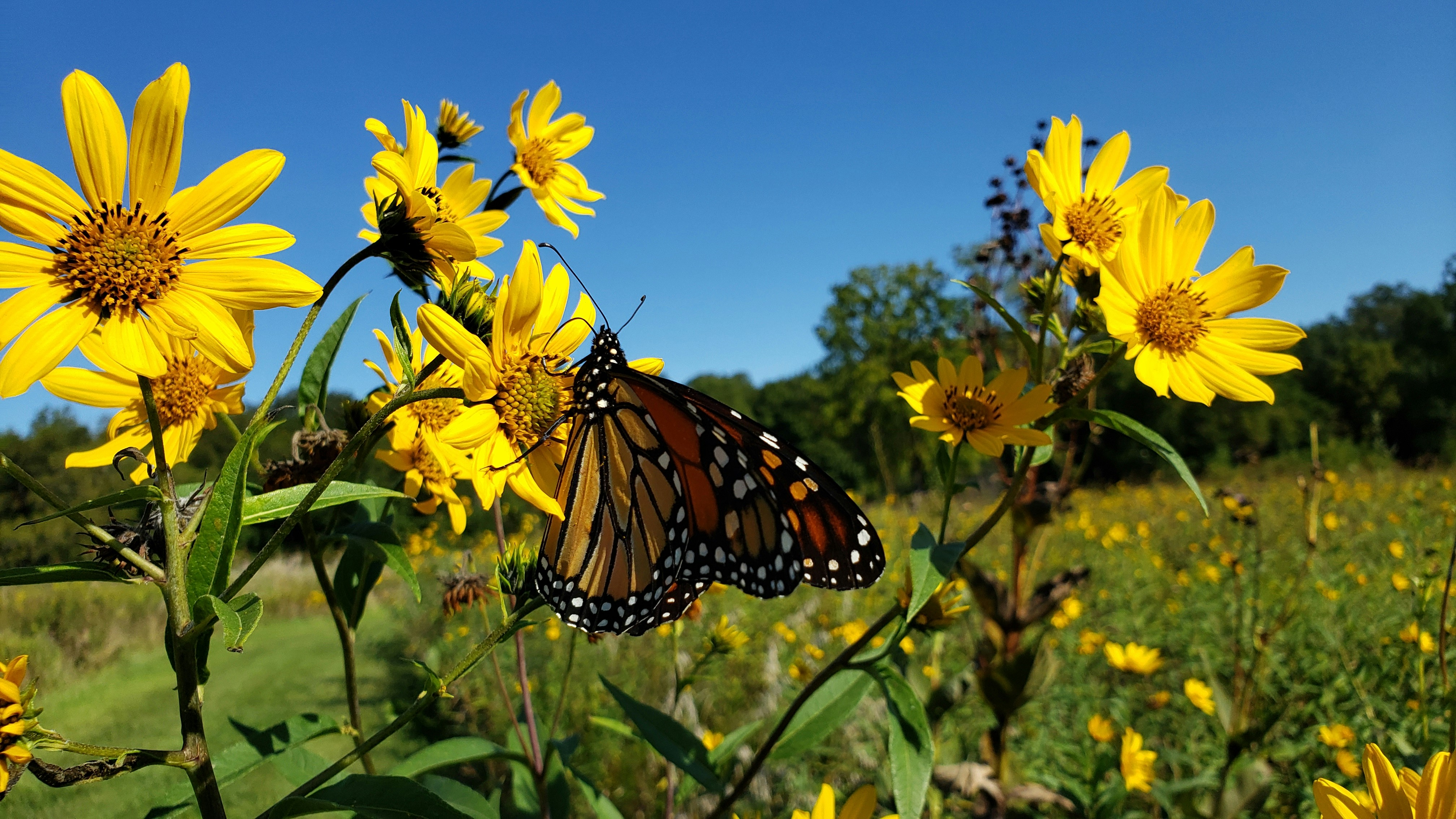 Butterfly And Sunflower Field