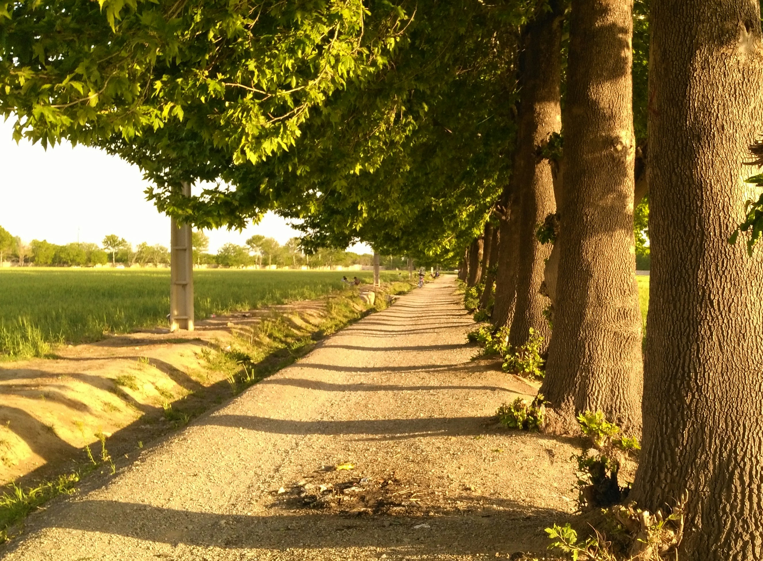Sunlit dirt road flanked by a row of lush trees casting long shadows.