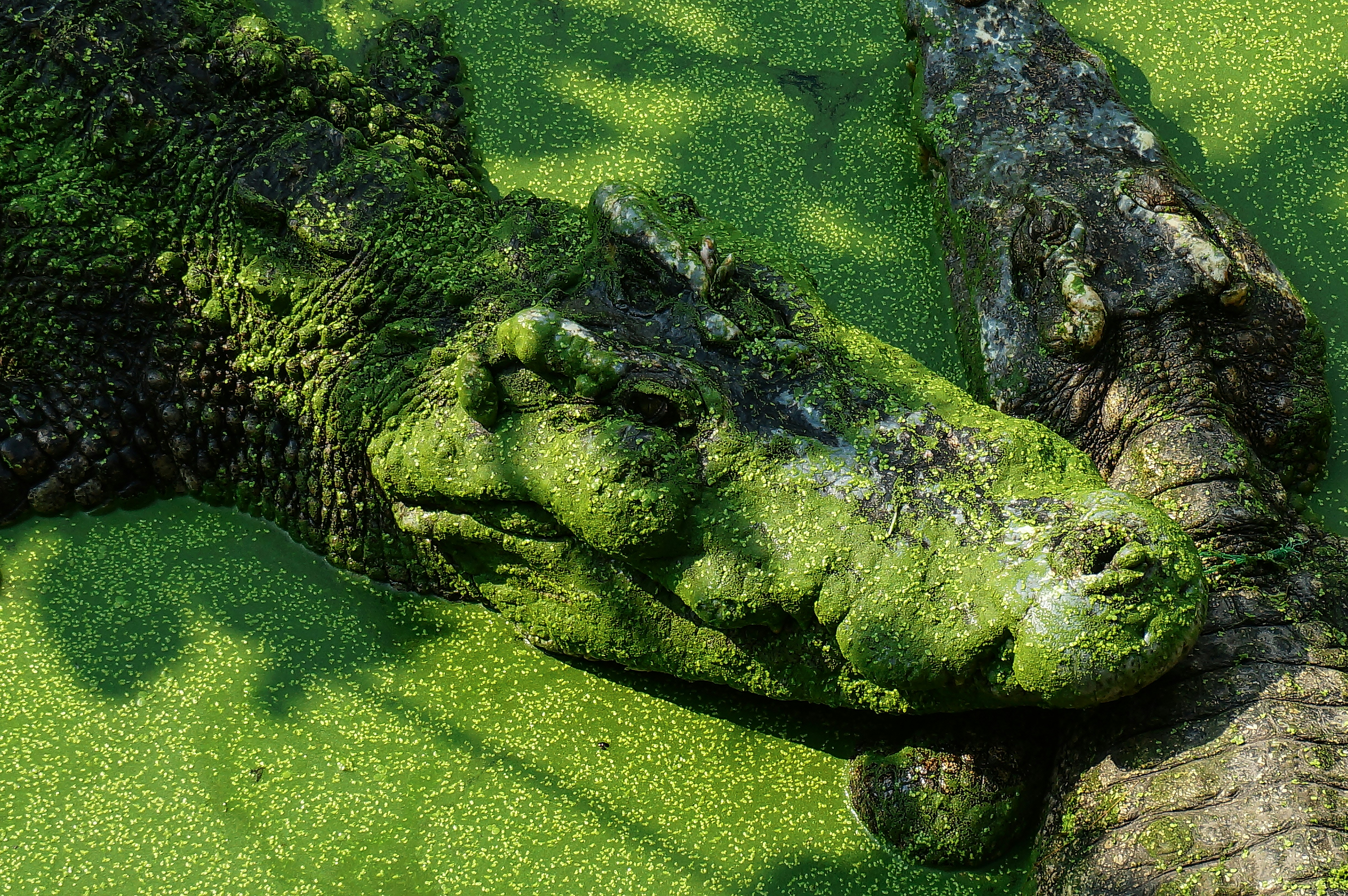 A crocodile partially submerged in green algae-covered water, showcasing its textured skin and natural camouflage. The scene highlights the interplay of light and shadow in a vibrant ecosystem.