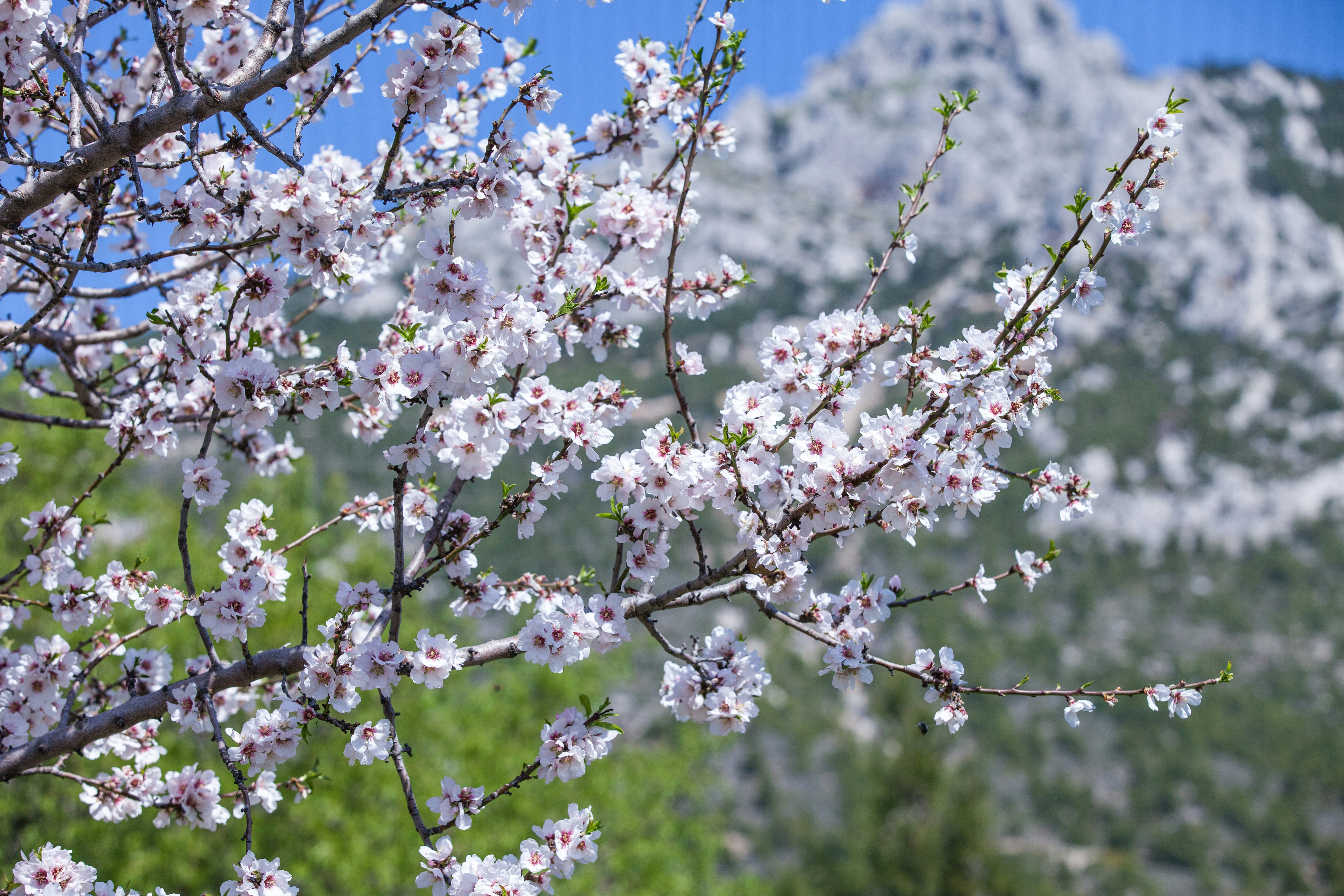 Alpine Cherry Blossoms Framing a Quiet Mountain Vista