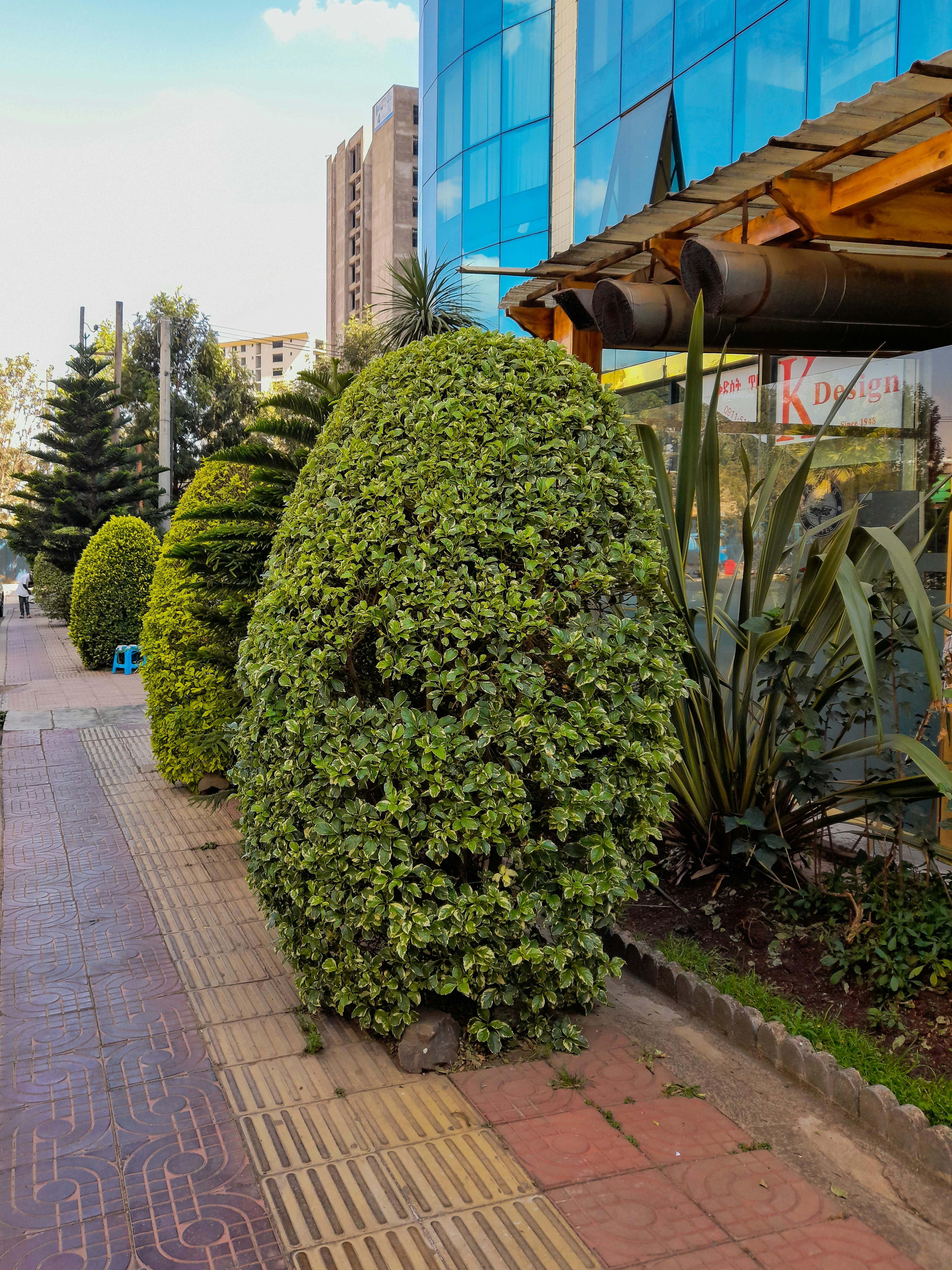 A large green bush sitting on the side of a road photo – Free Green ...