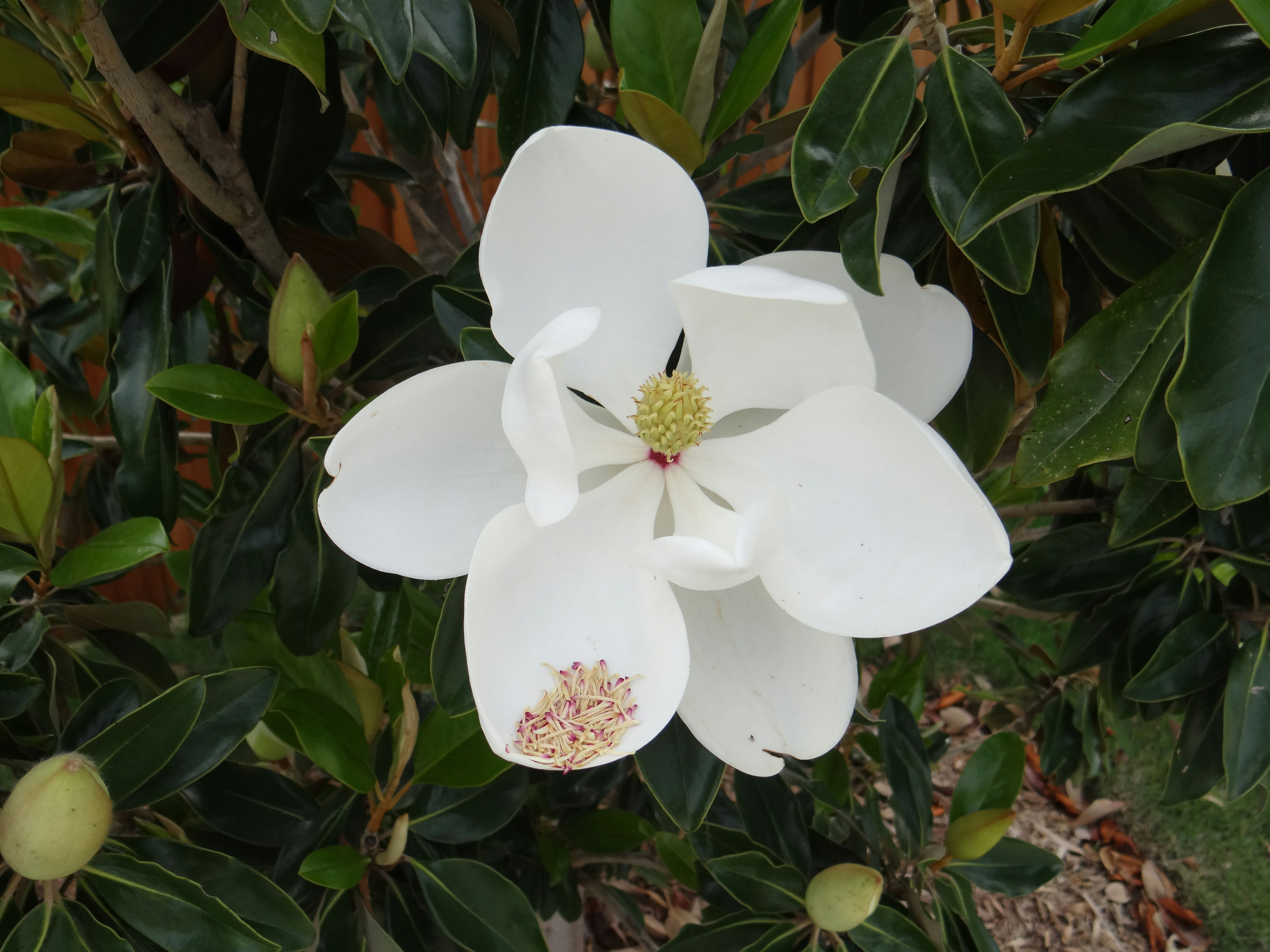a close up of a white flower on a tree