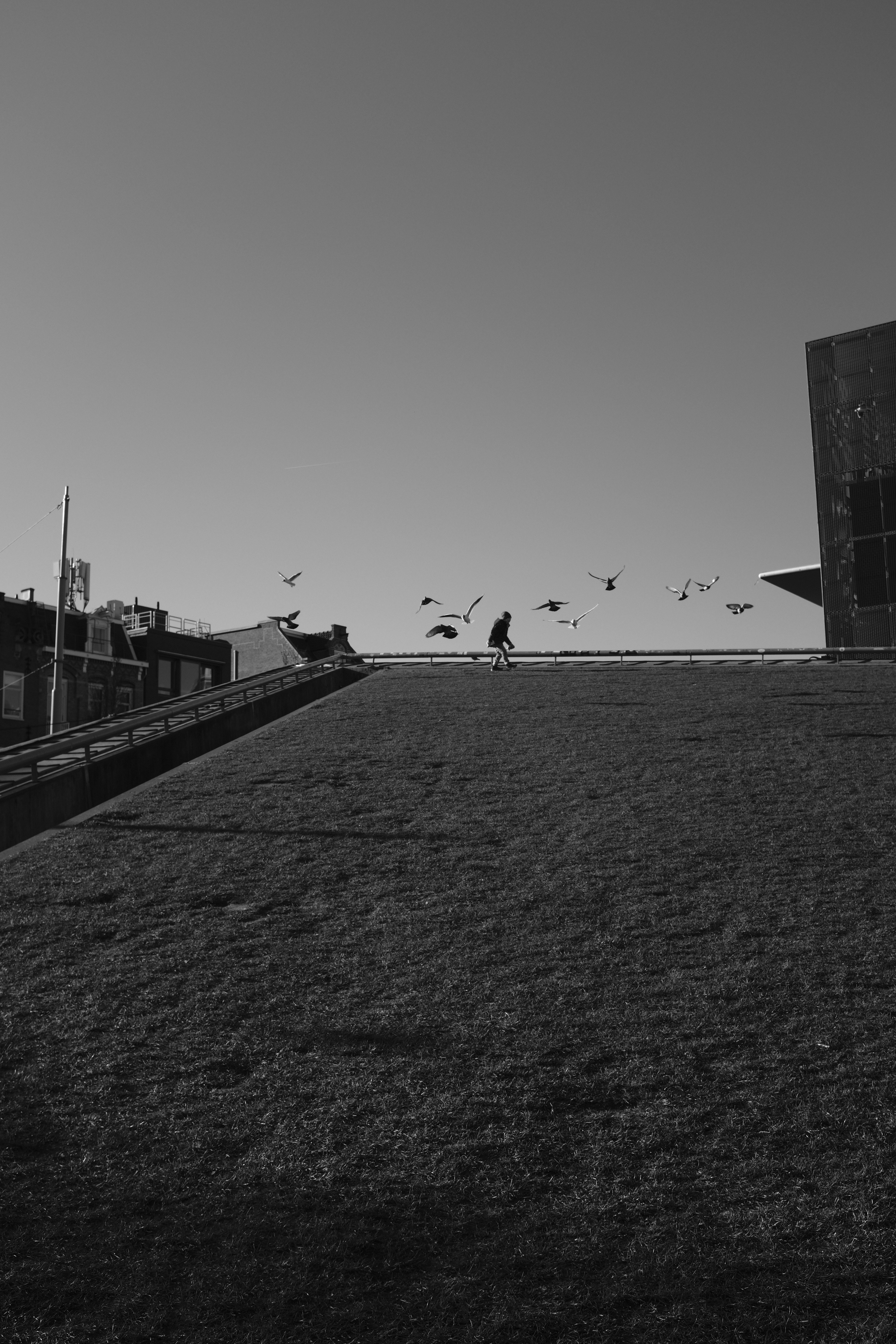 Une photo en noir et blanc d’oiseaux survolant un champ photo – Photo ...