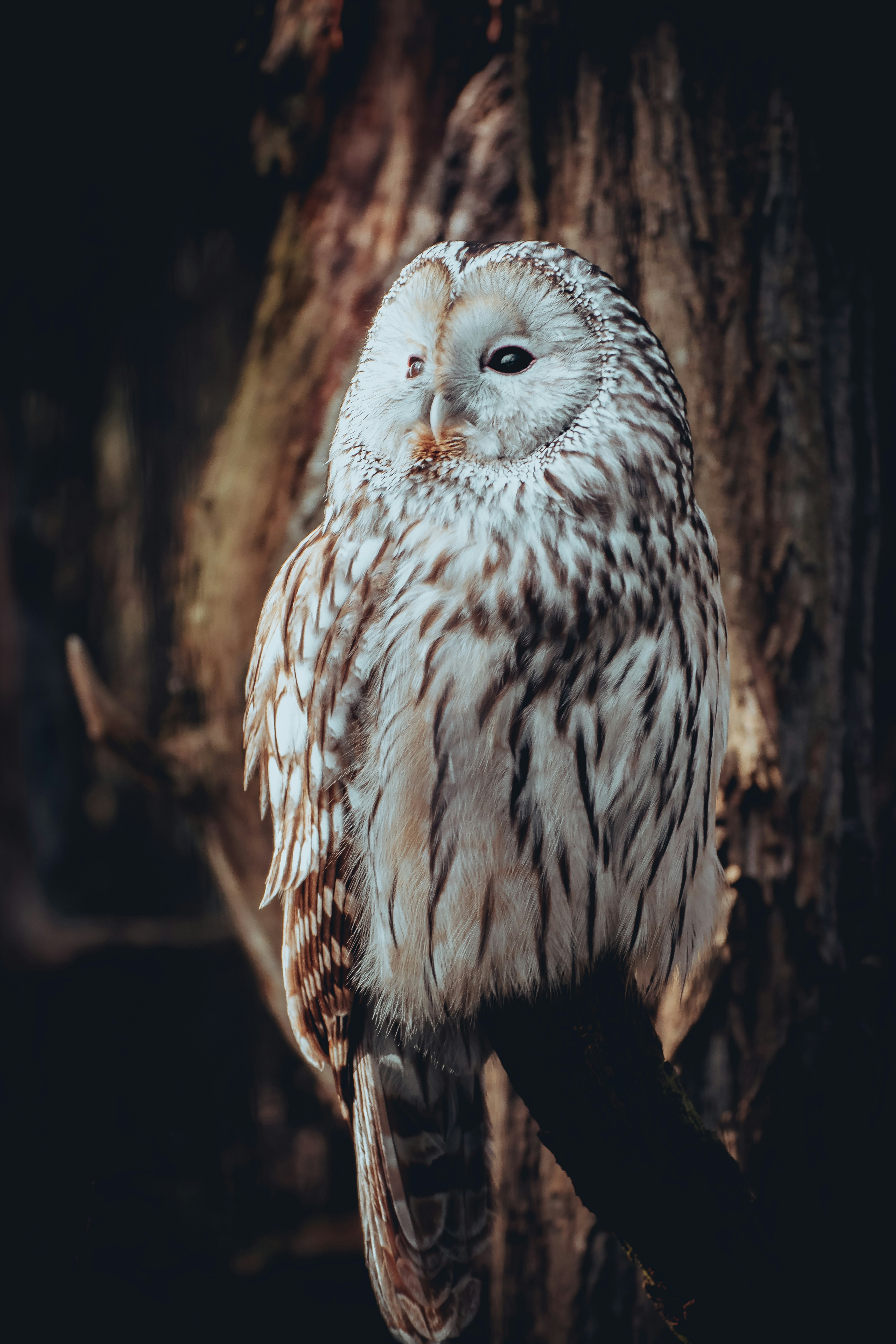 A majestic owl perched on a tree branch, showcasing its intricate feather patterns and watchful gaze.