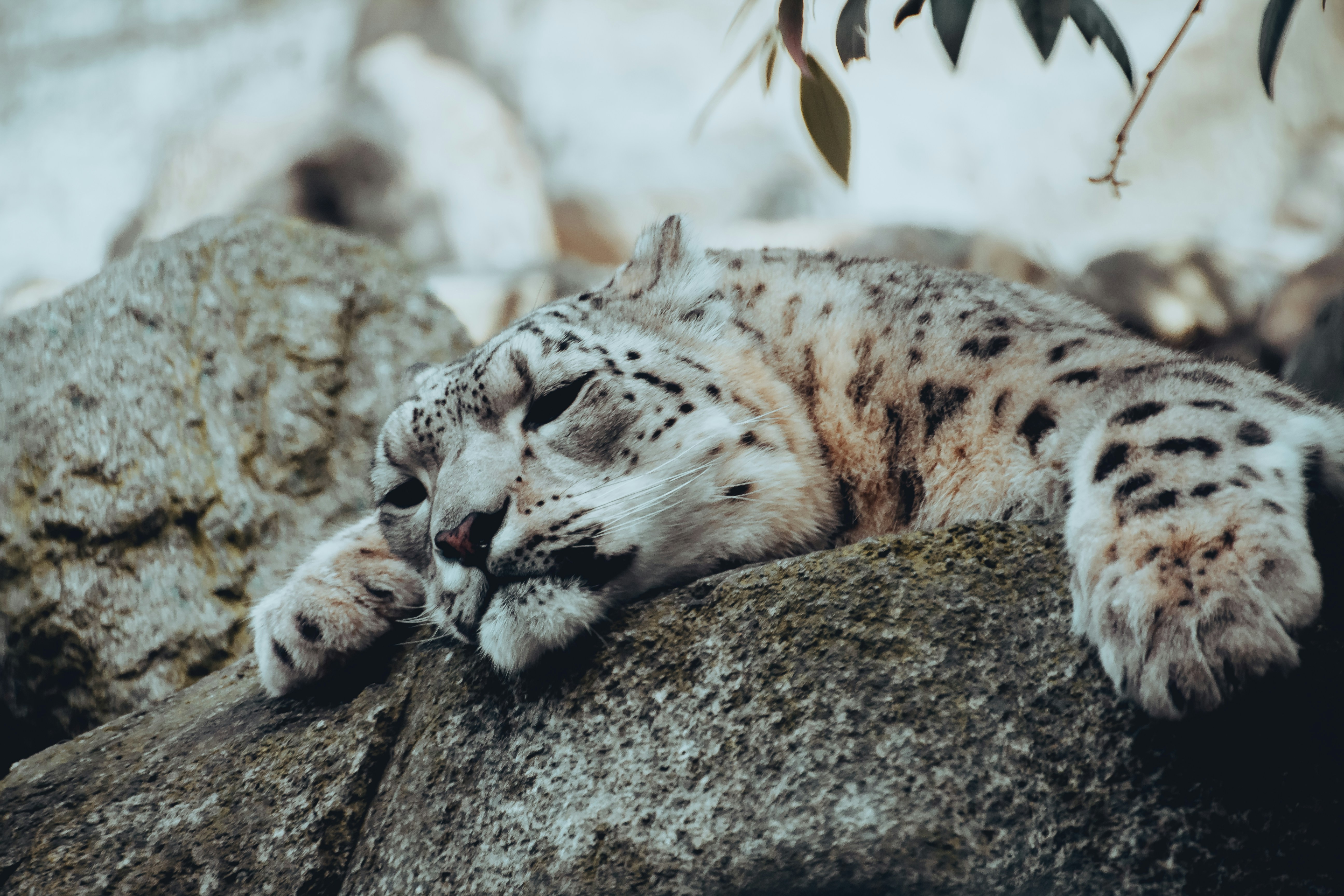 A snow leopard laying on top of a rock photo – Free Zoo Image on Unsplash