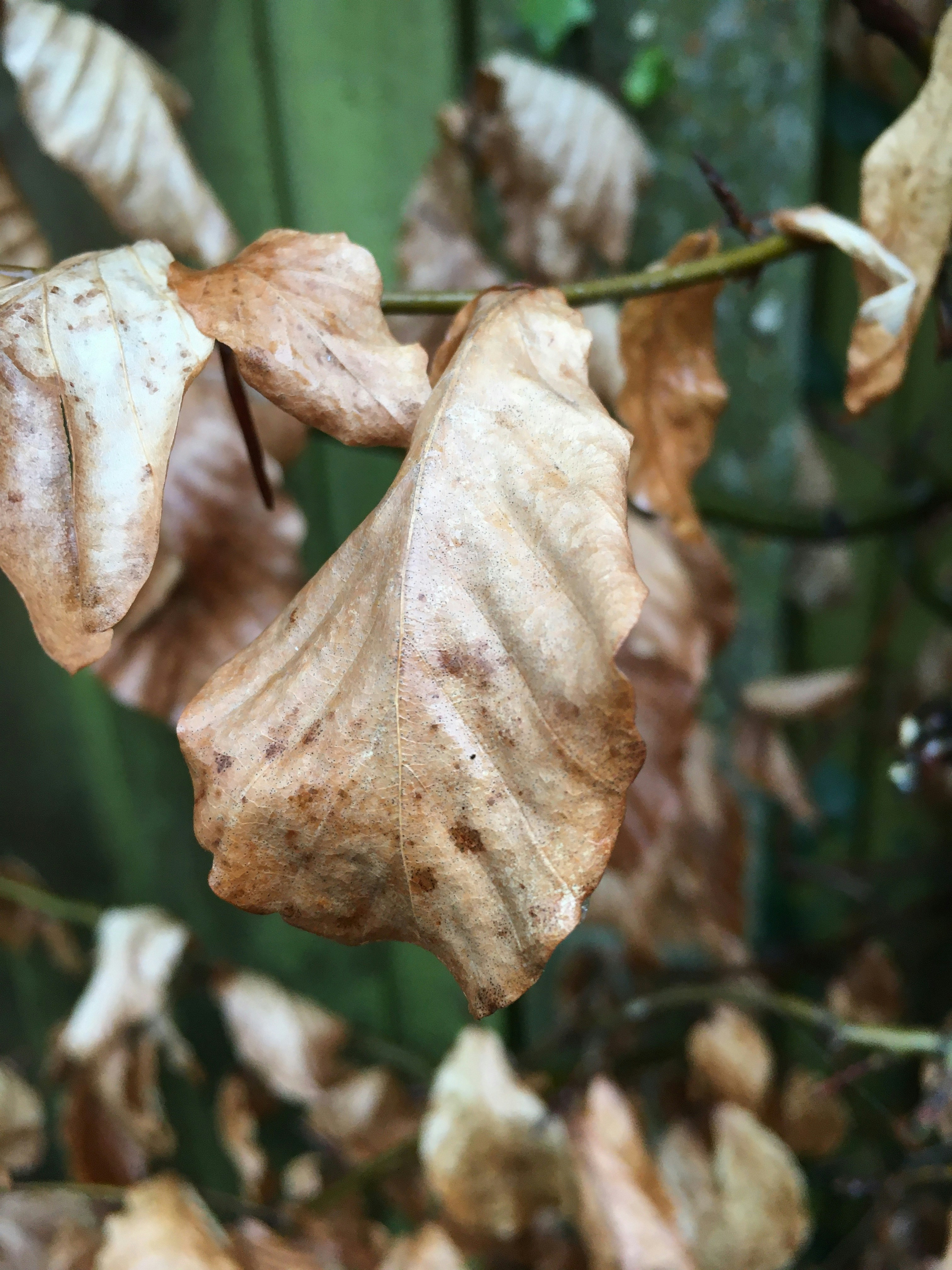 Dried brown leaves clinging to a branch, showcasing the transition of seasons. The intricate textures highlight nature's cycle of decay.