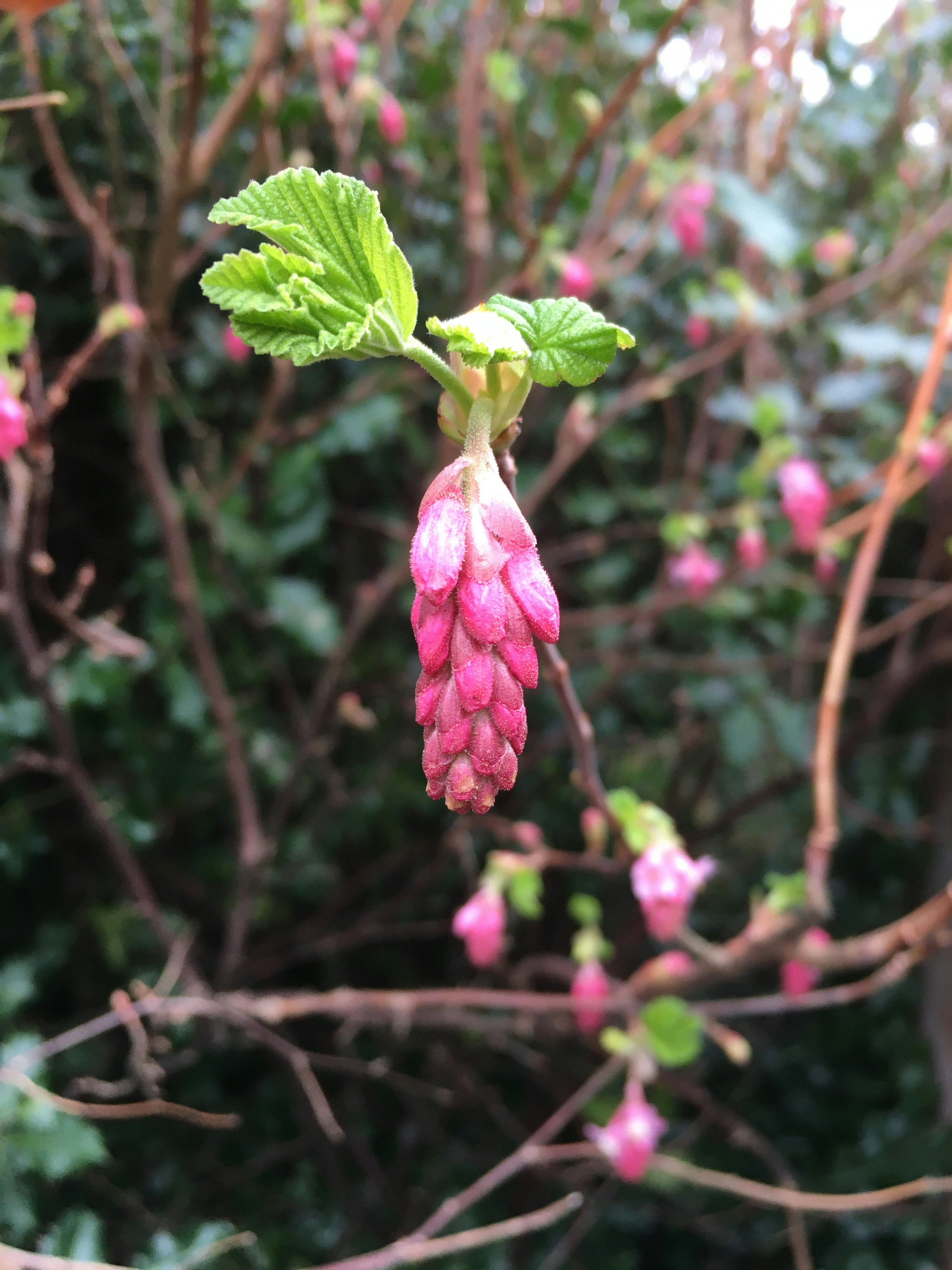 Pink Fuchsia Buds Twist on a Thicket