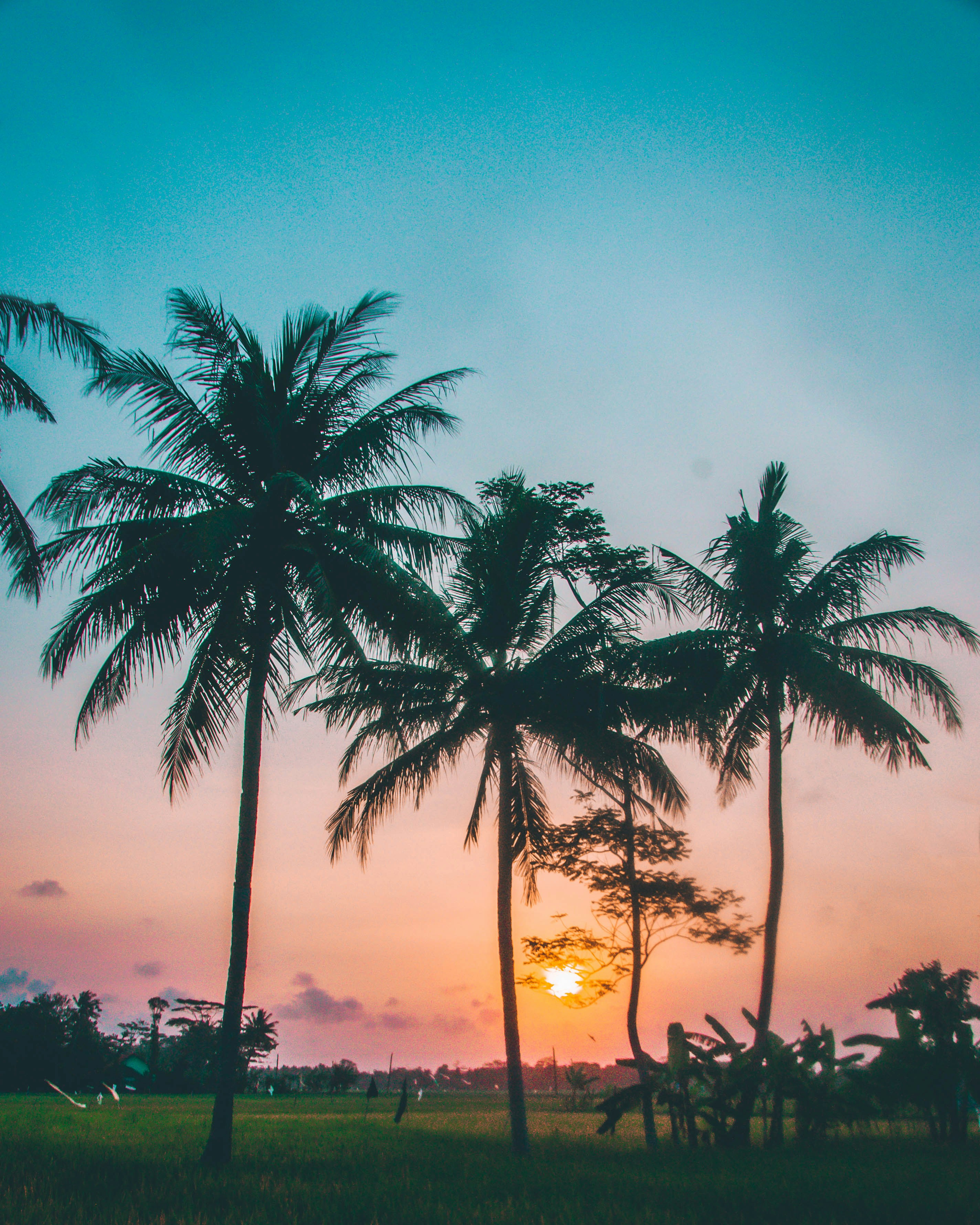 Palm Tree Sunset Pictures | Download Free Images on Unsplash