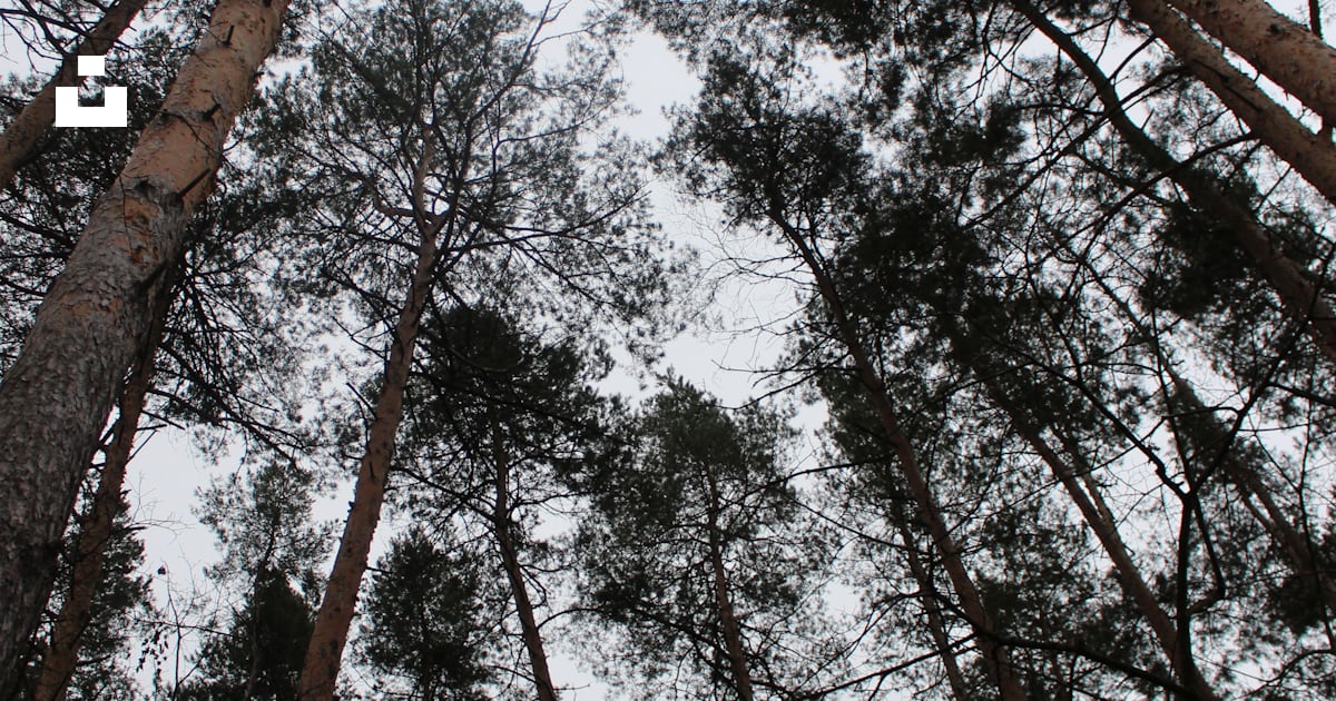 Un groupe de grands arbres debout les uns à côté des autres photo ... Un groupe de grands arbres debout les uns à côté des autres photo ...