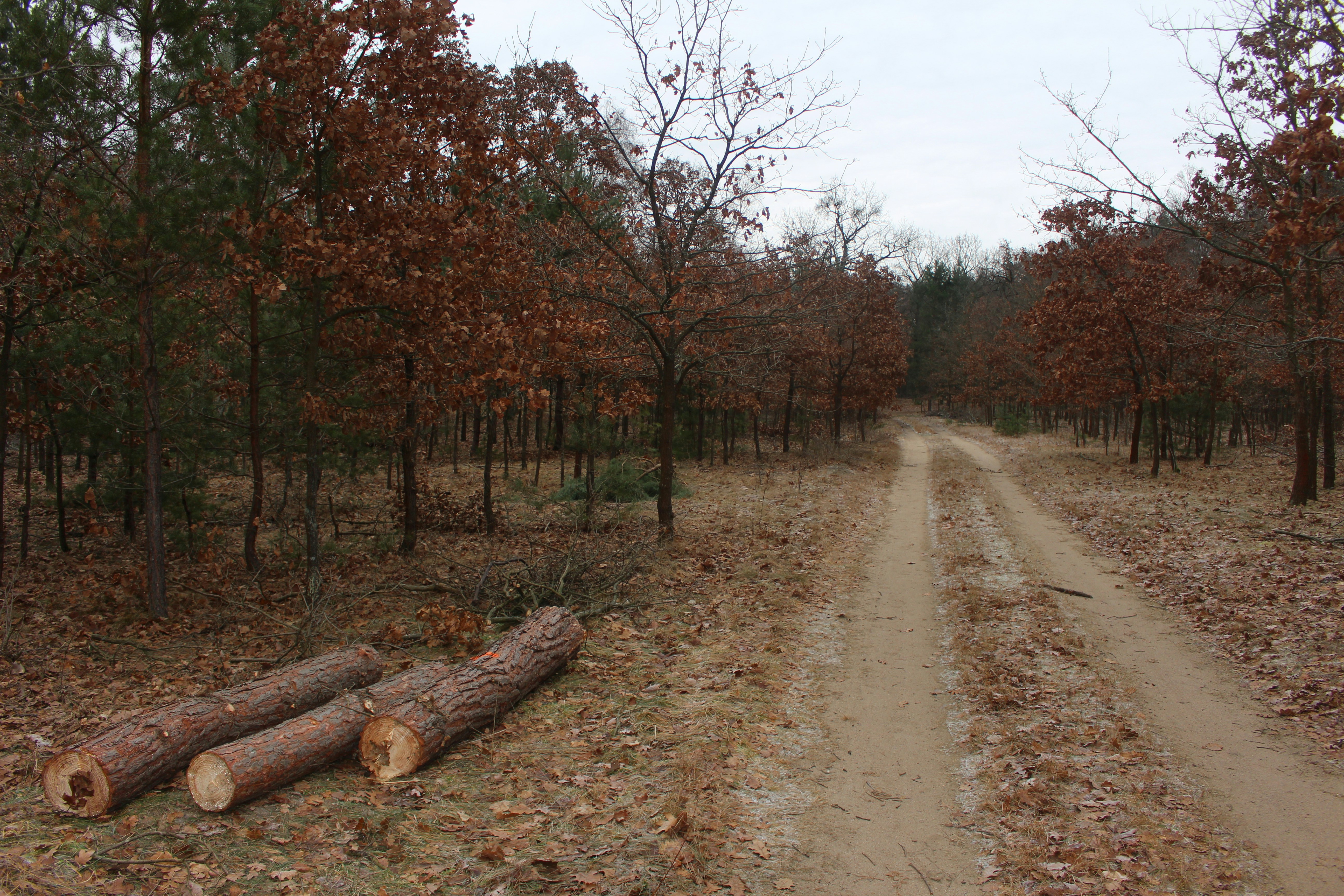 Leaf-Streaked Passage: A Quiet Autumn Road Through the Forest