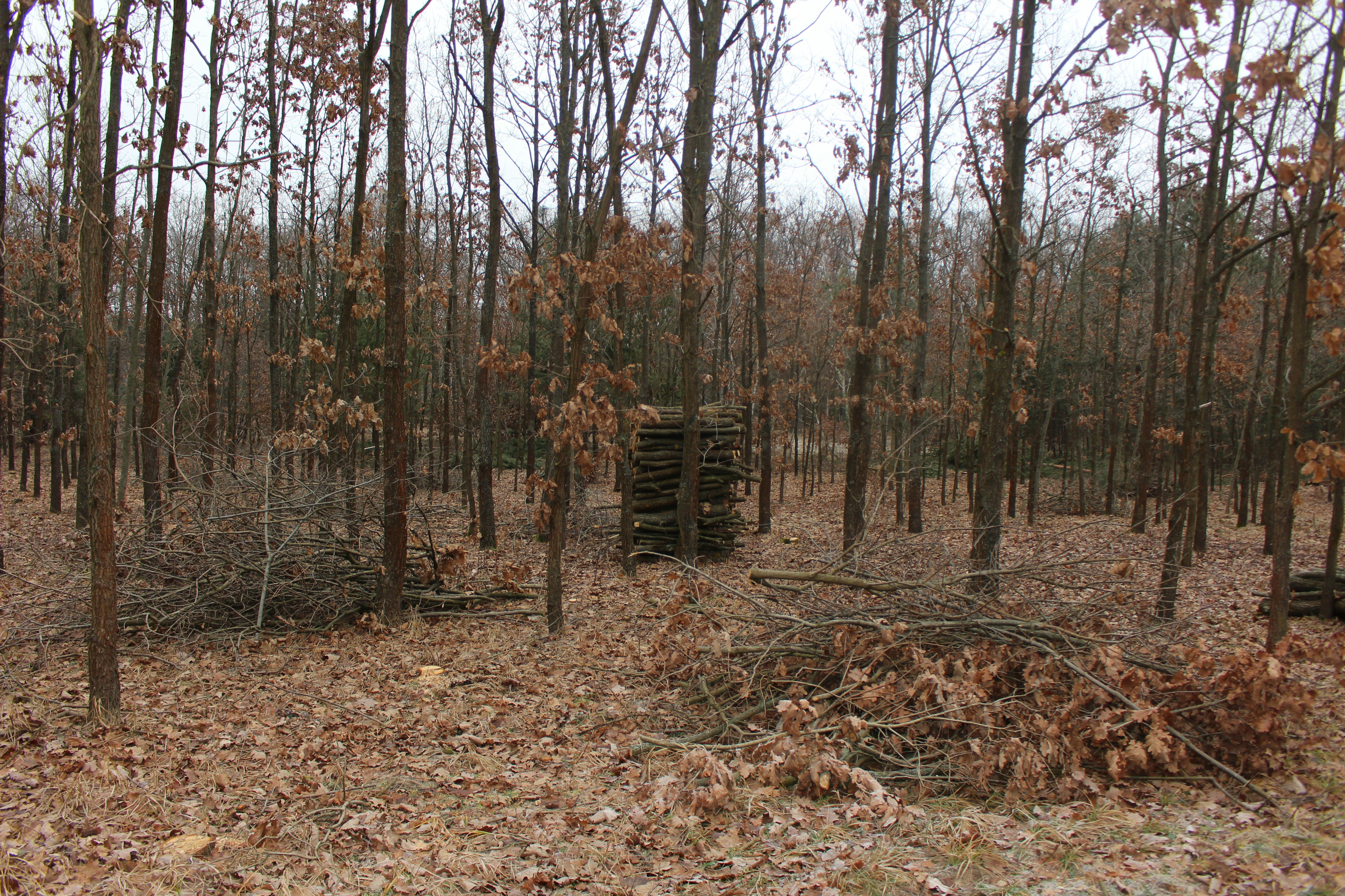 a pile of logs in the middle of a forest