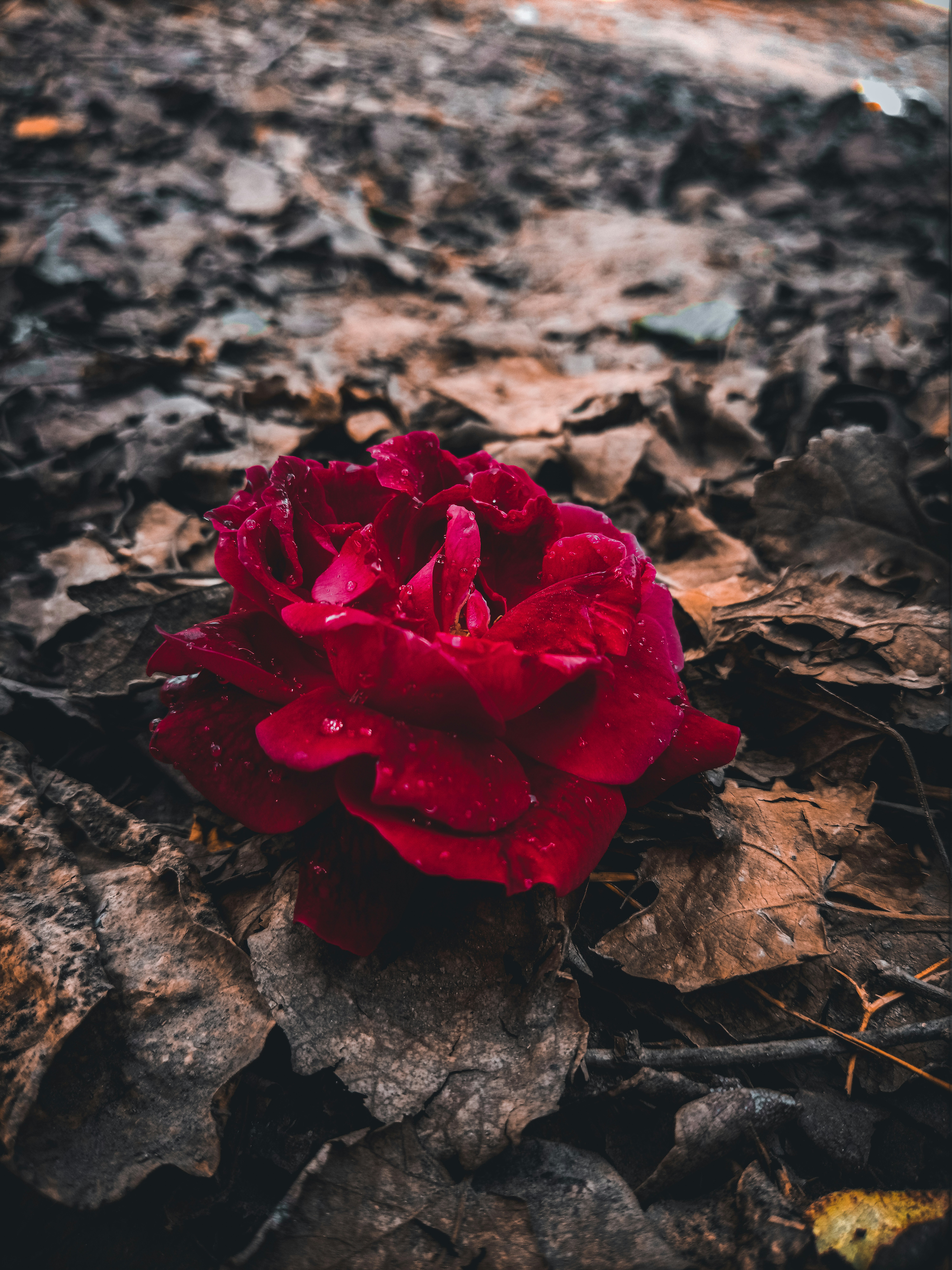 Crimson Rose Nestled on a Bed of Fallen Leaves
