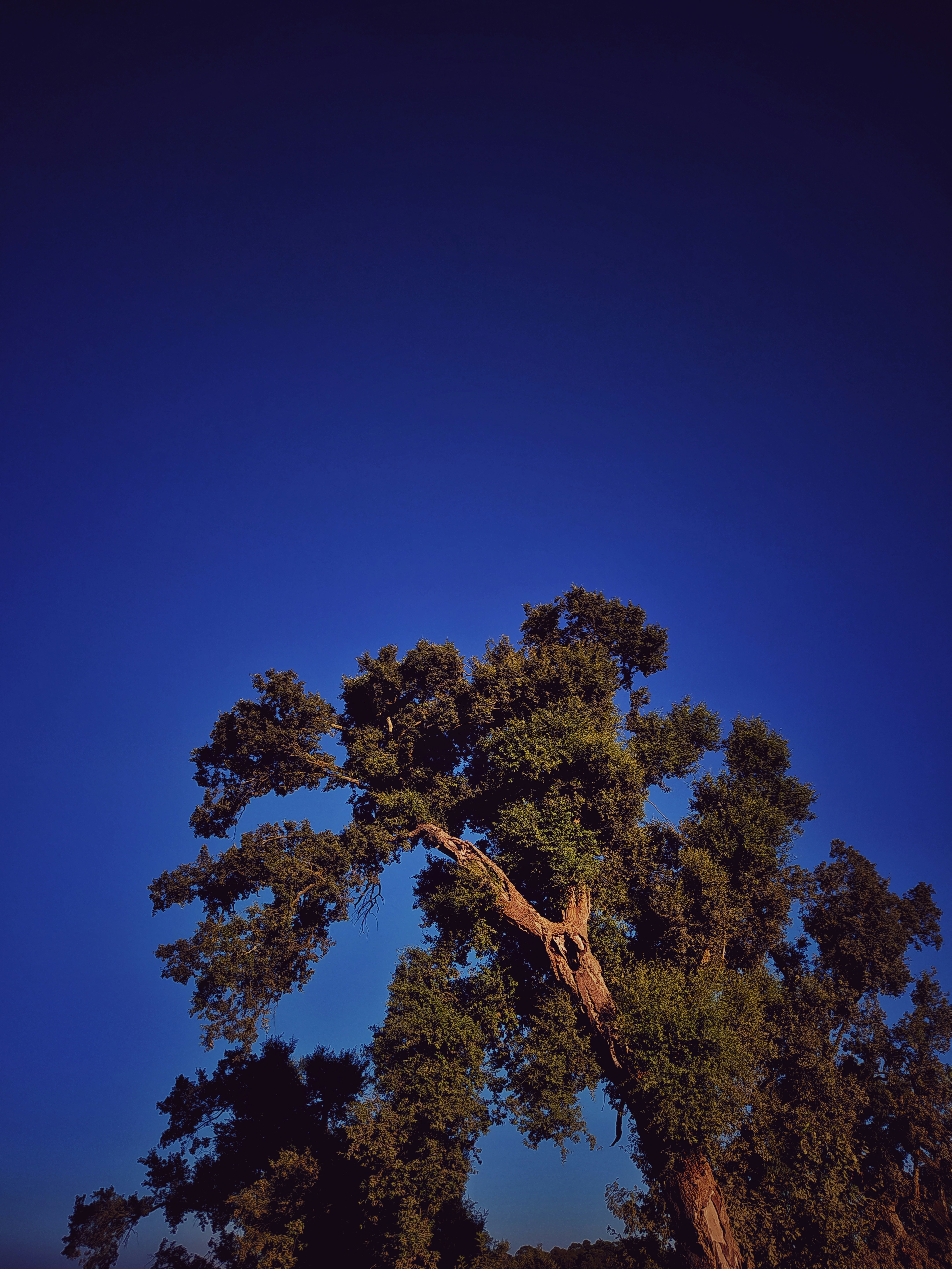 Twilight Sentinel: Lone Tree Against a Velvet Indigo Sky