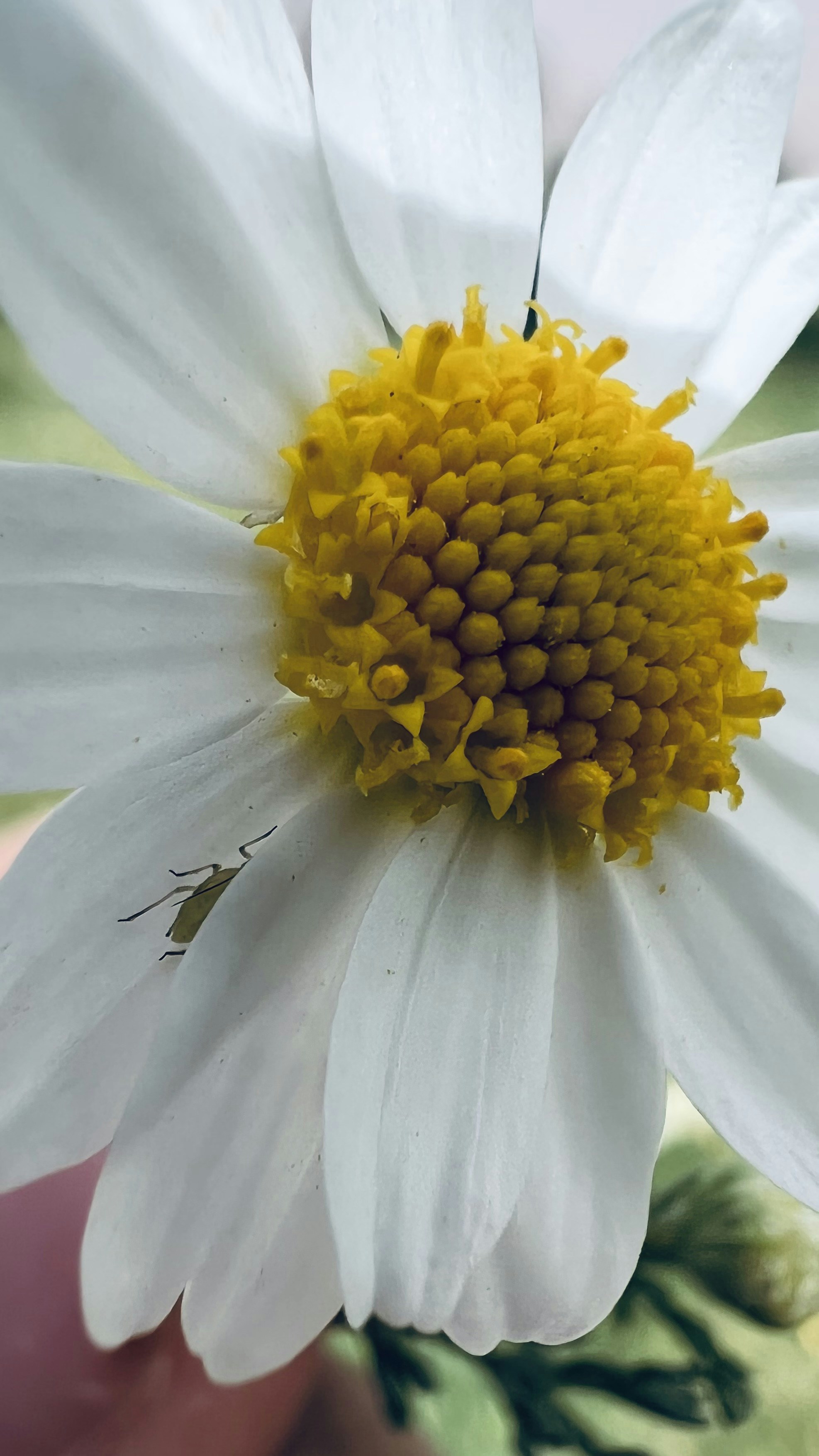 a close up of a white flower with a yellow center