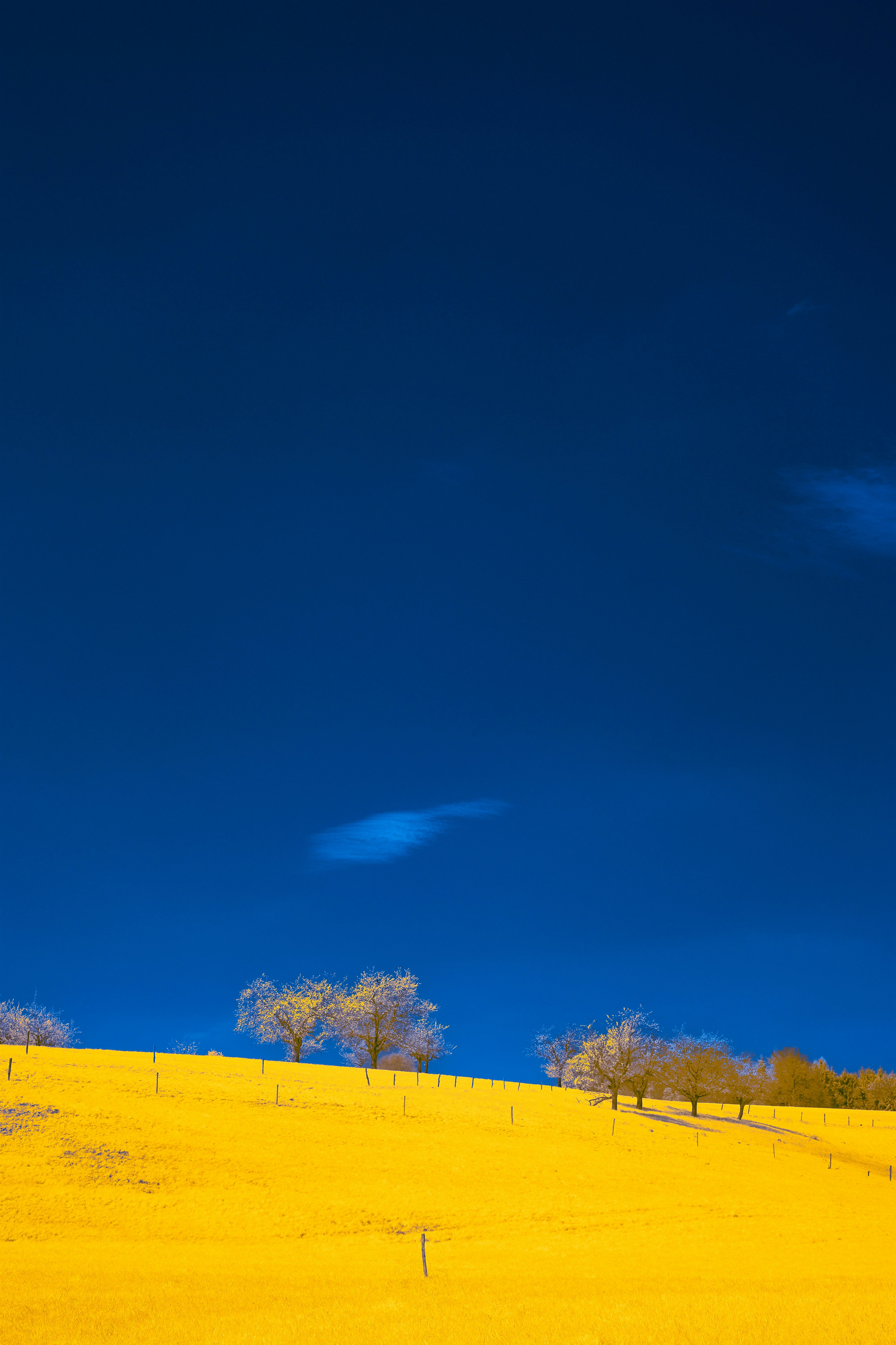 A yellow field with trees and a blue sky photo – Free Blue Image on ...