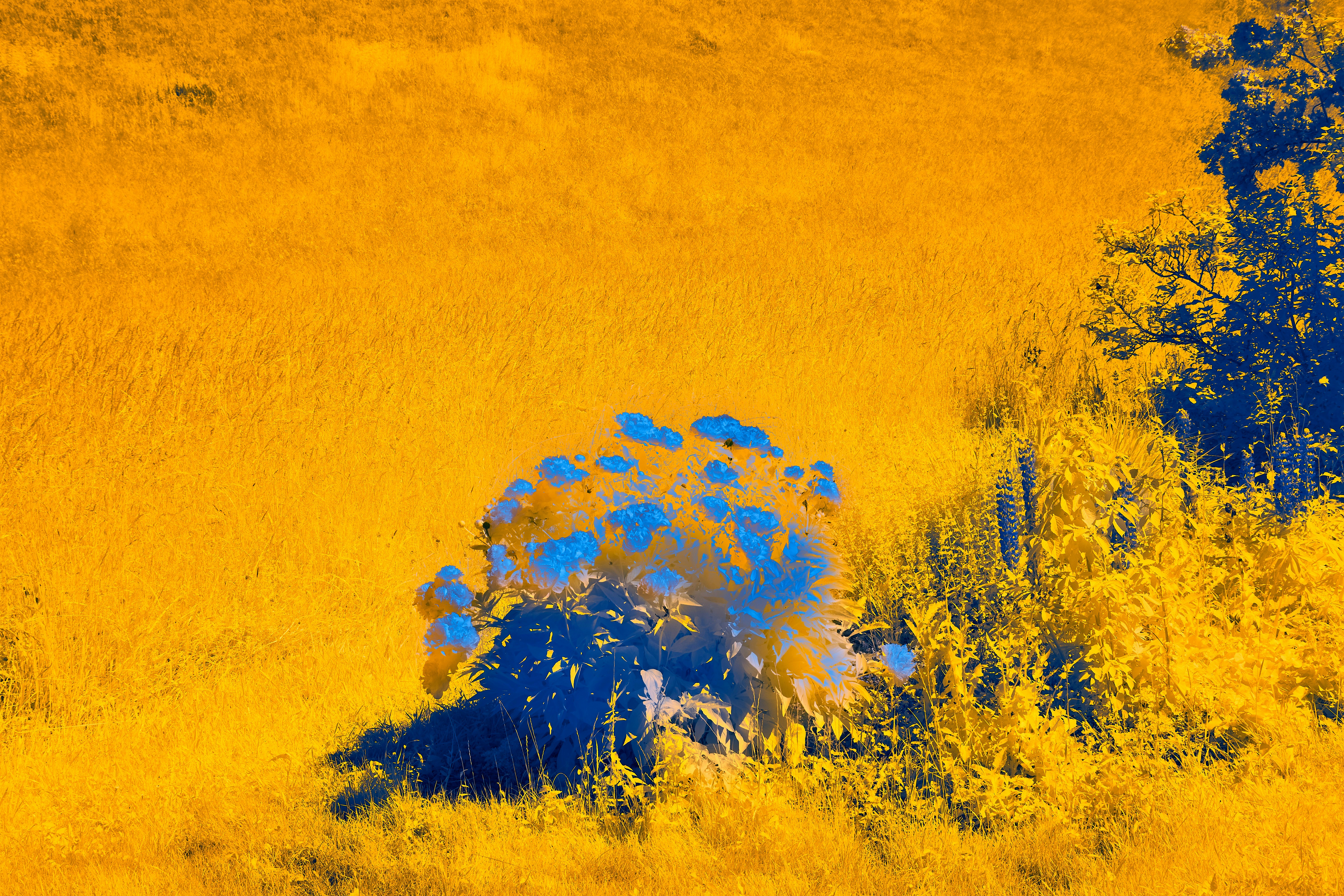 This is a infrared picture and it comes out of the camera only in red tones. in Post the Pictures get color. In the next time I will only use yellow and blue for my Infrared pictures. 