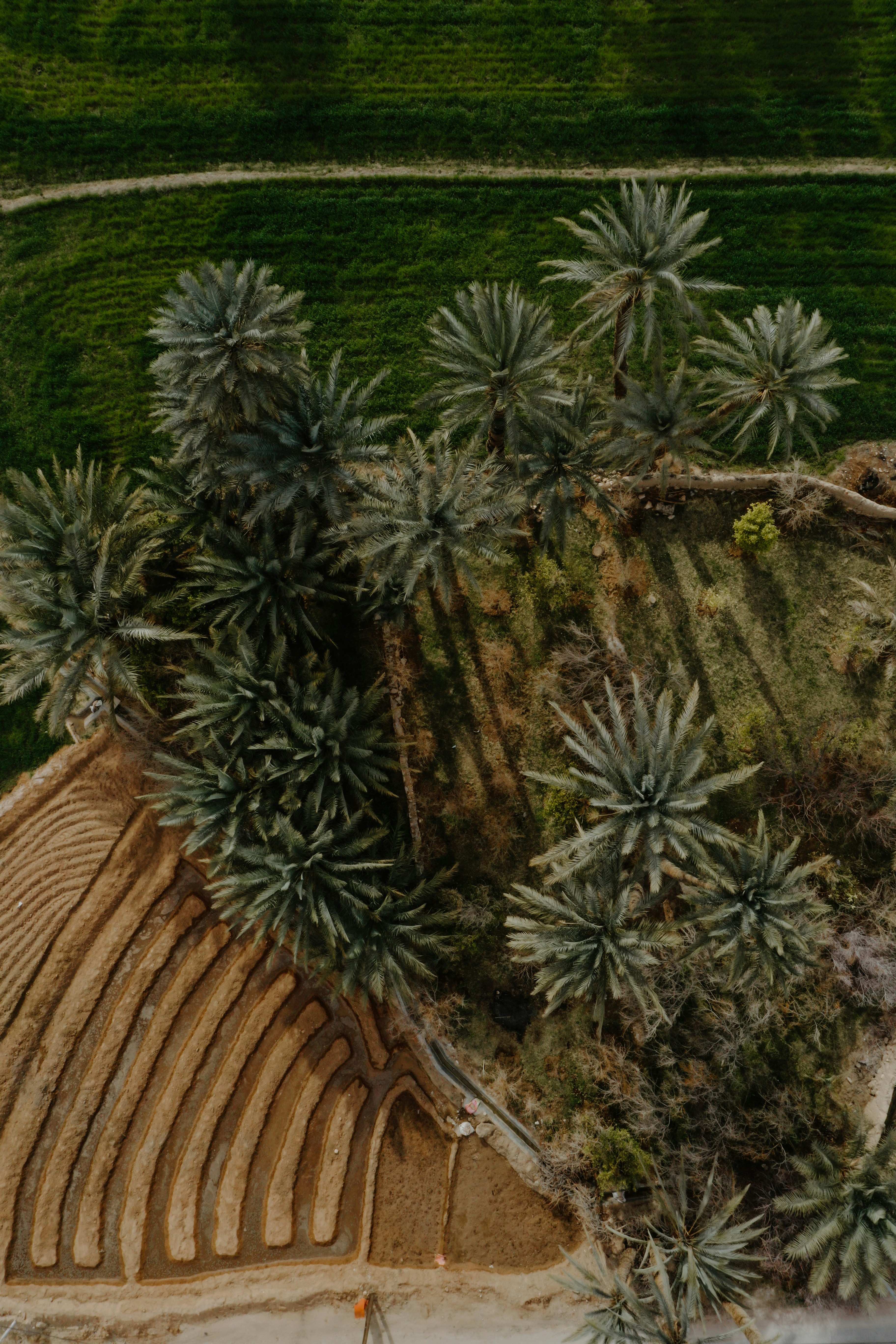 Palm Crowned Terraces: A Drone Portrait of Oasis Edges
