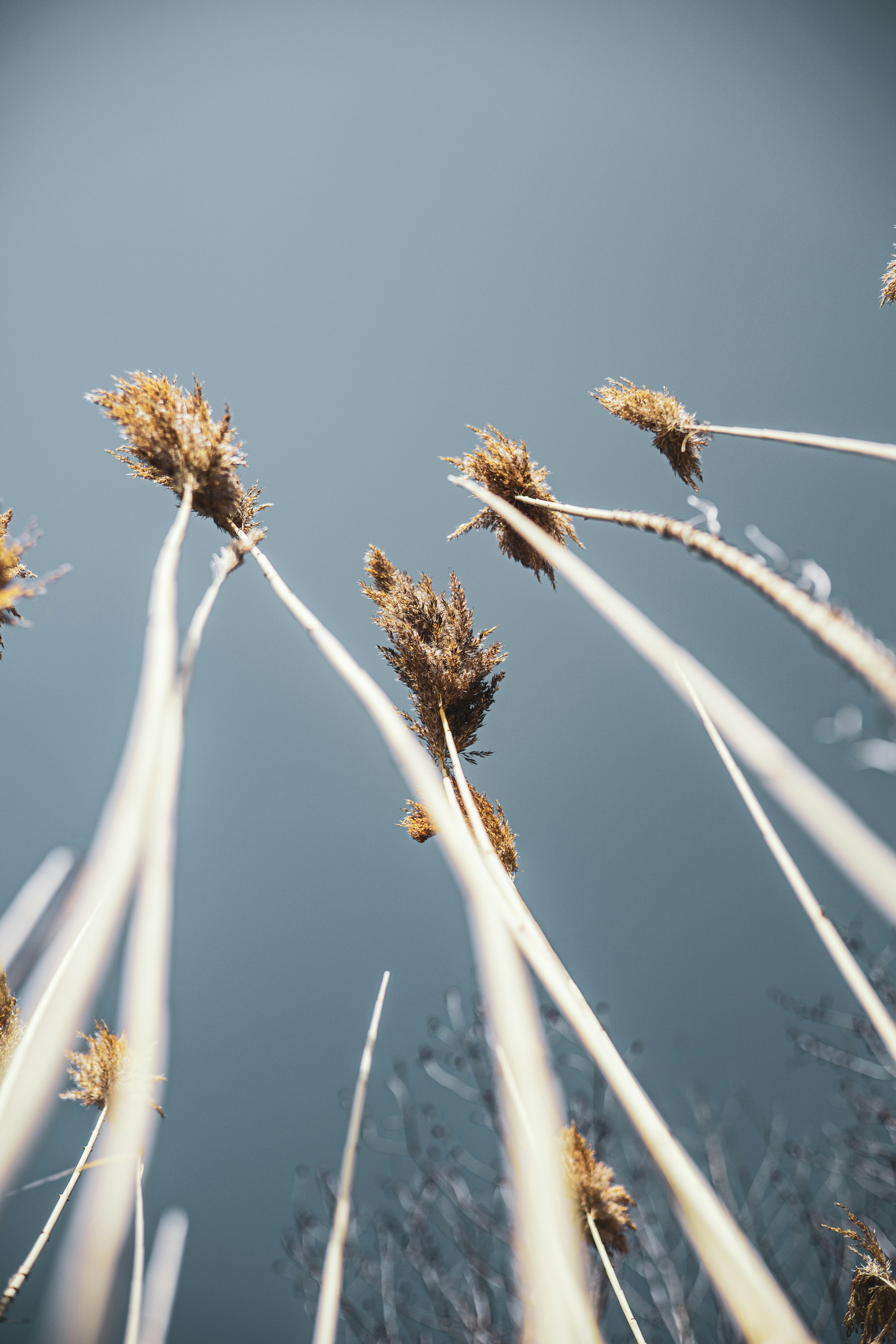 a close up of a bunch of dry grass