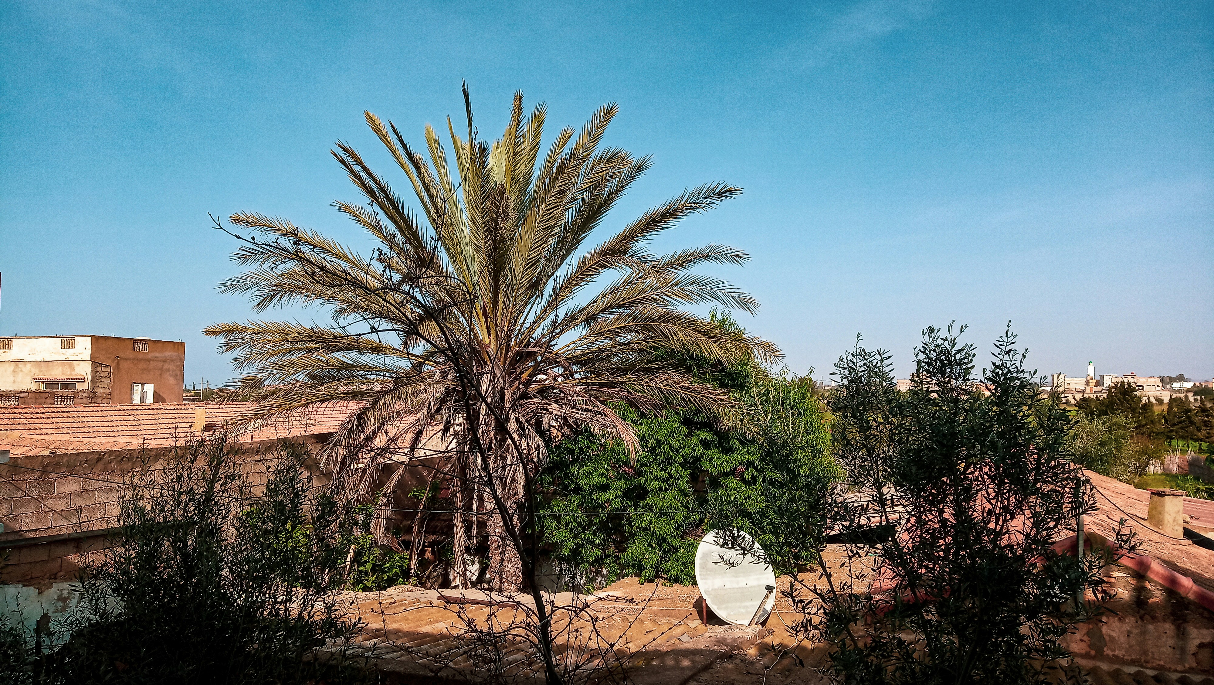 Tall palm tree surrounded by bushes against a clear blue sky atop a rooftop.